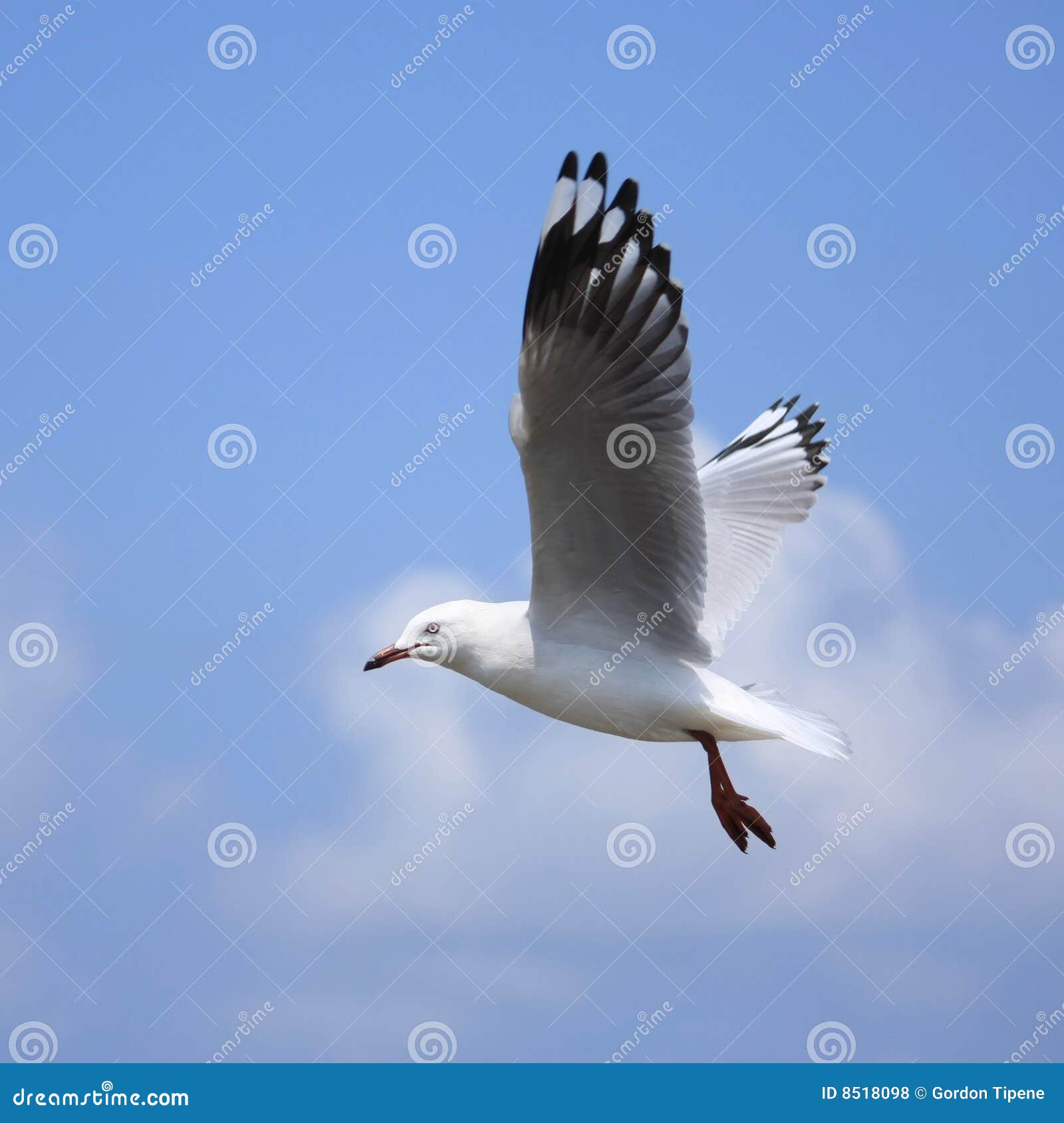 Seagull Flying High on the Wind Stock Photo - Image of high, wings: 8518098