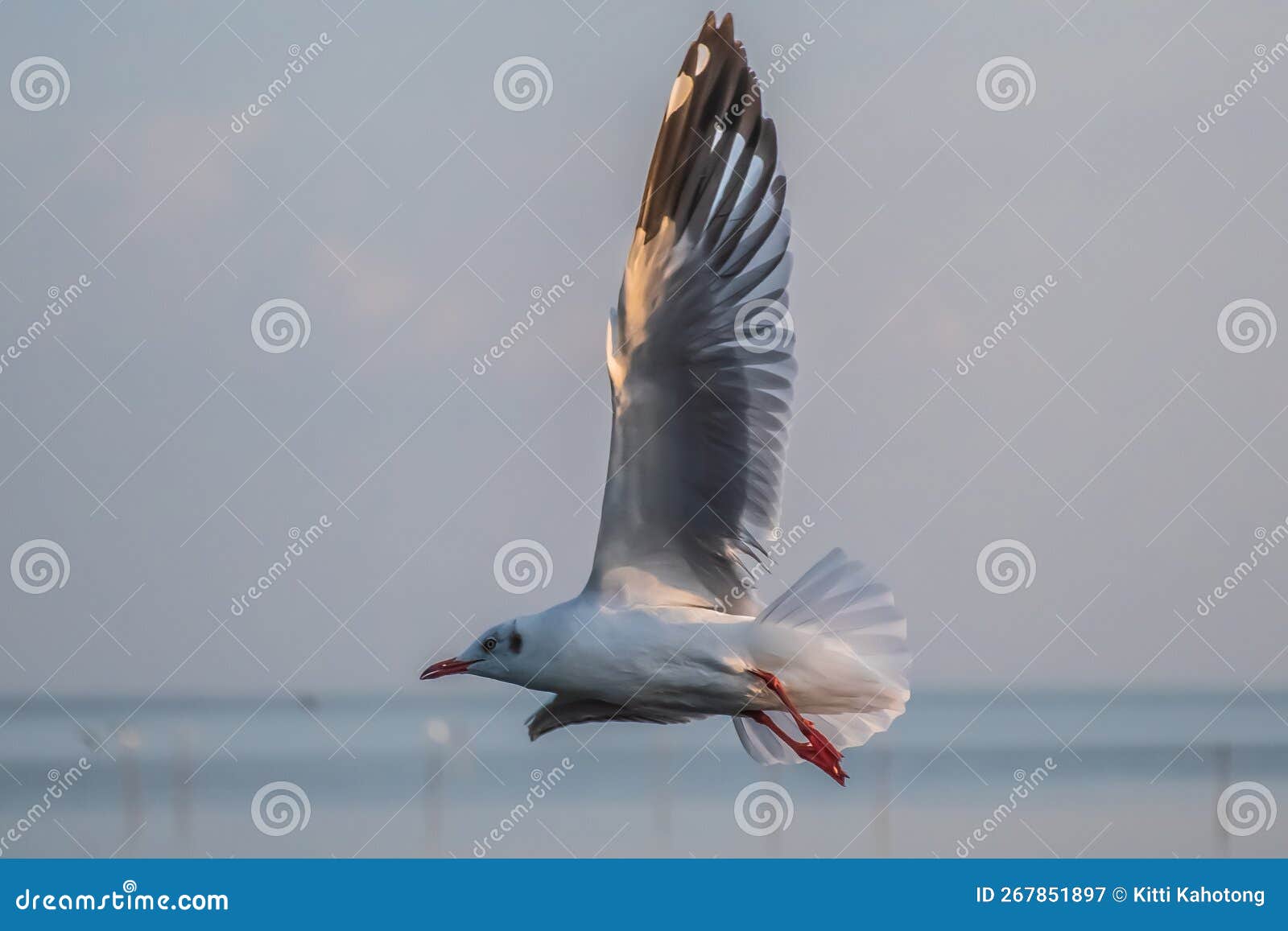 Seagull Flying High on the Wind. Flying Gull Stock Image - Image of ...