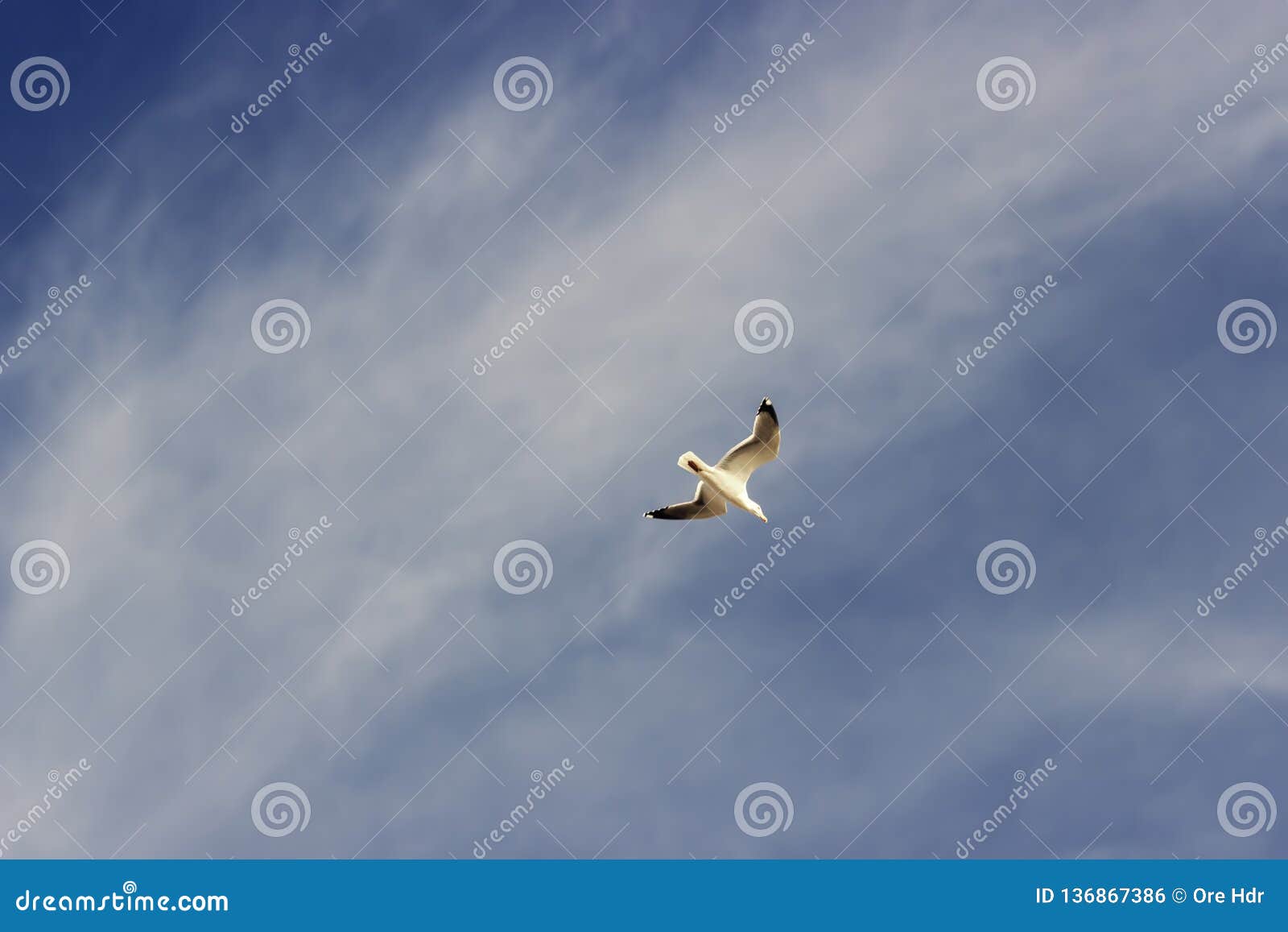 Seagull flying ifar away stock photo. Image of beak - 136867386