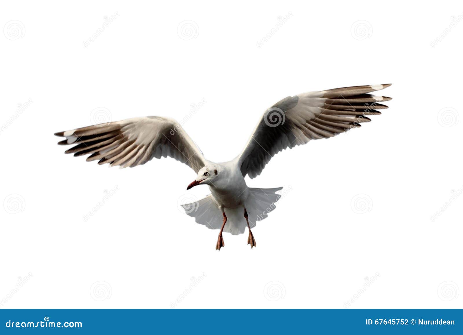 Seagull flying. stock photo. Image of line, nautical - 67645752