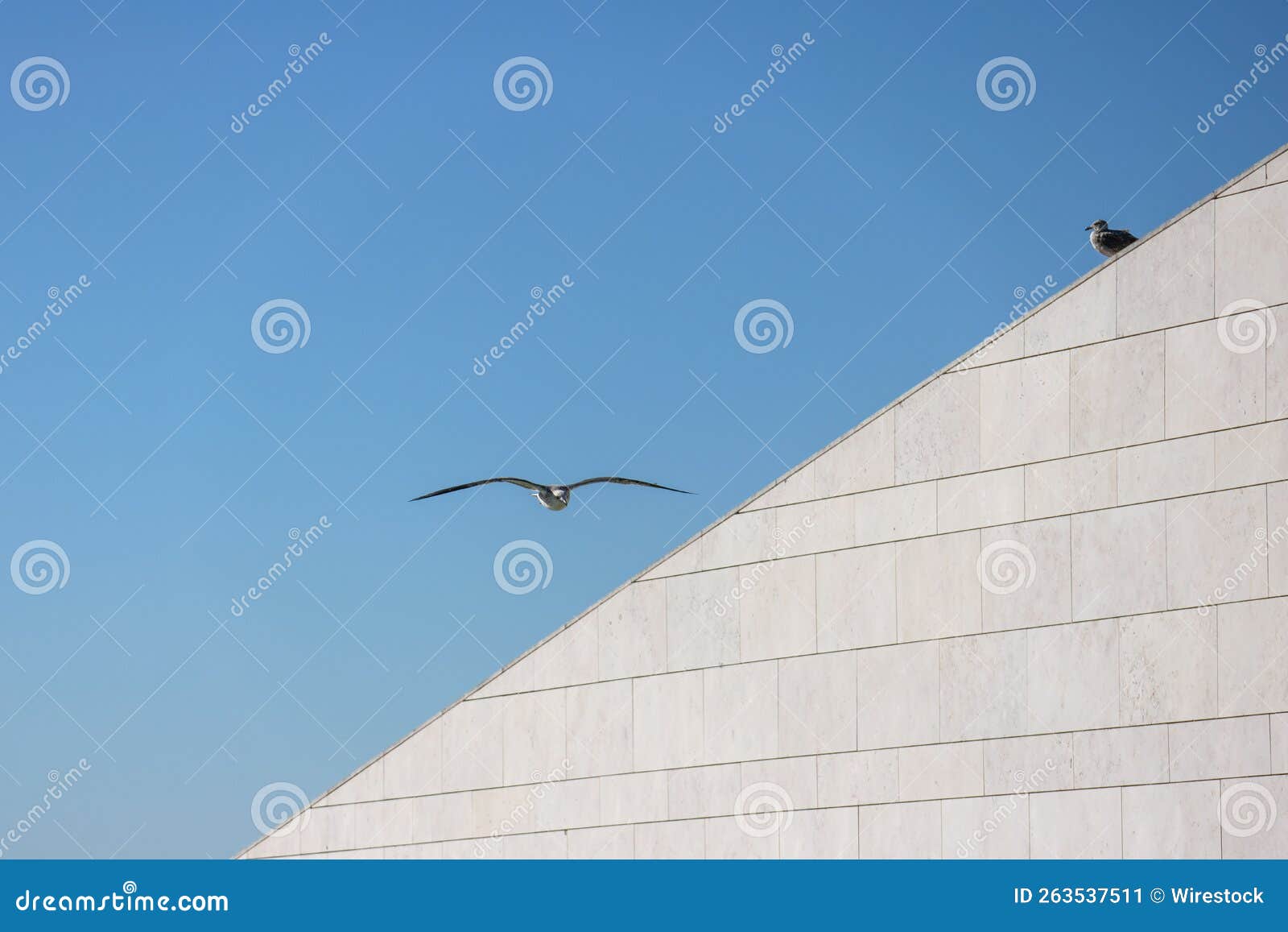 Seagull Flying with Its Wings Fully Spread in Front of a Beautiful ...