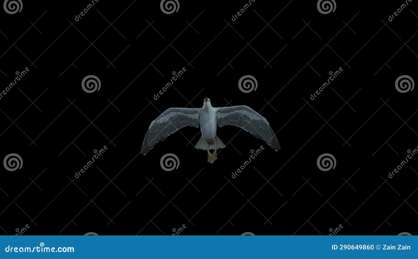 Seagull Flying Loop on with an Alpha Matte Stock Footage - Video of ...