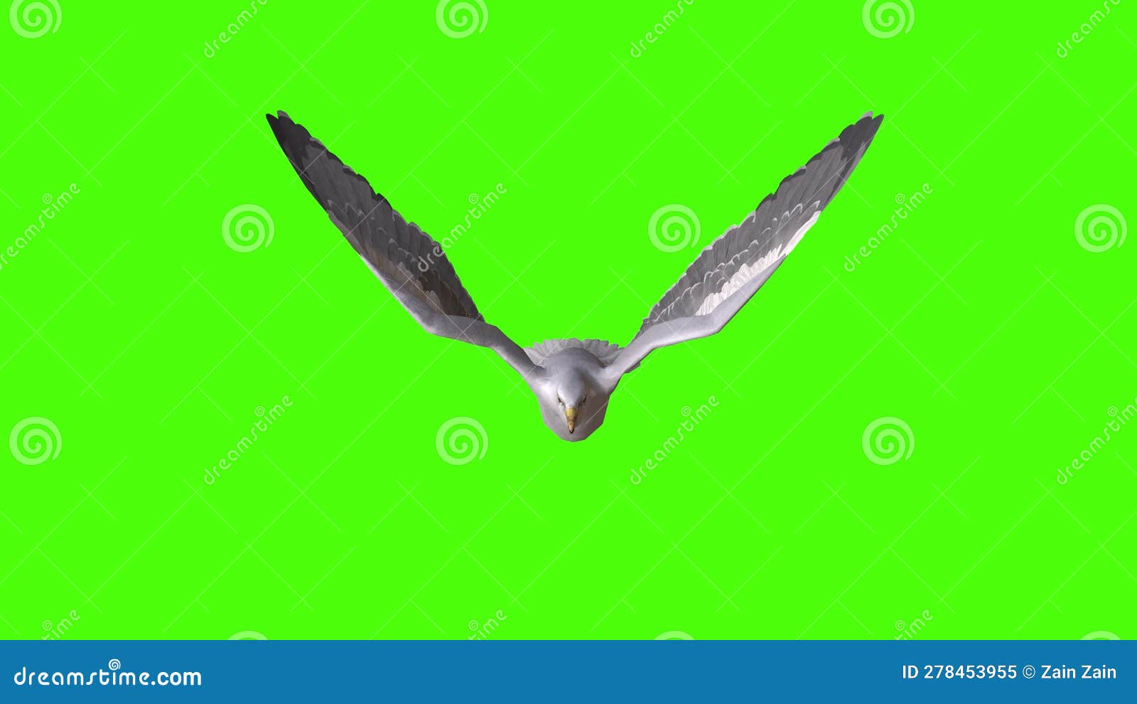 Seagull Flying Loop Chroma Key with Front View. Can Change the ...