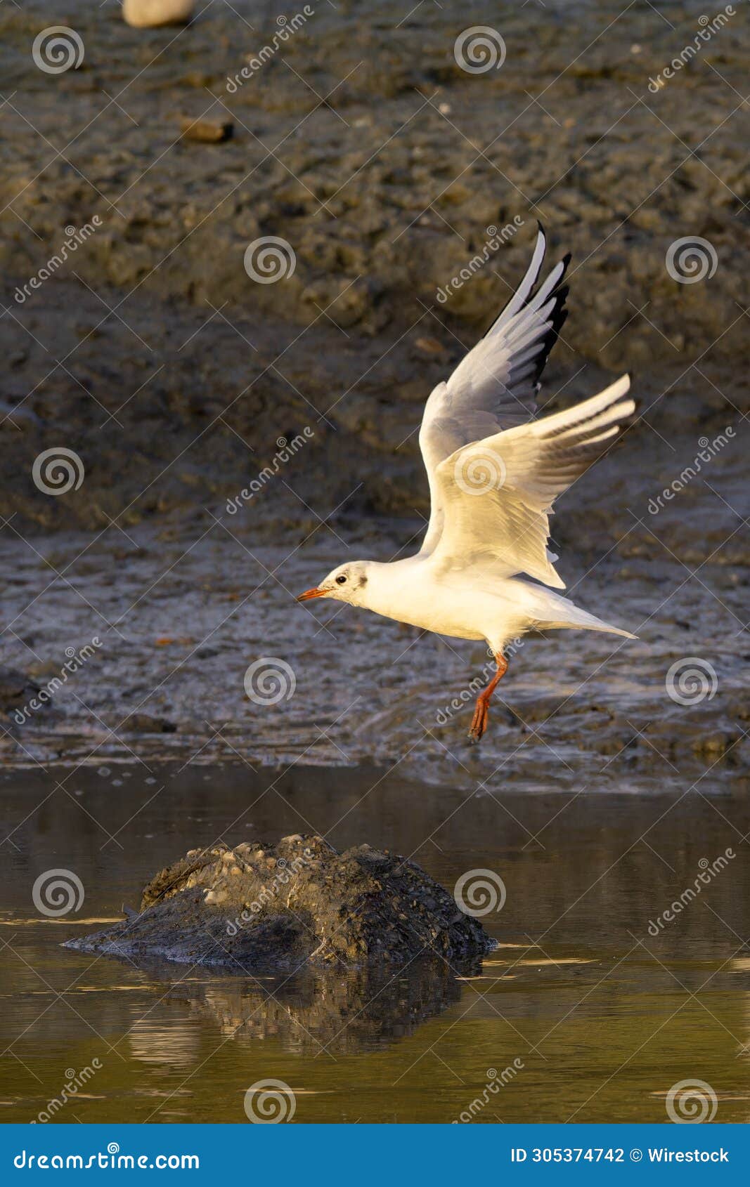 Seagull Flying Low Over Water with Spread Wings Stock Photo - Image of ...