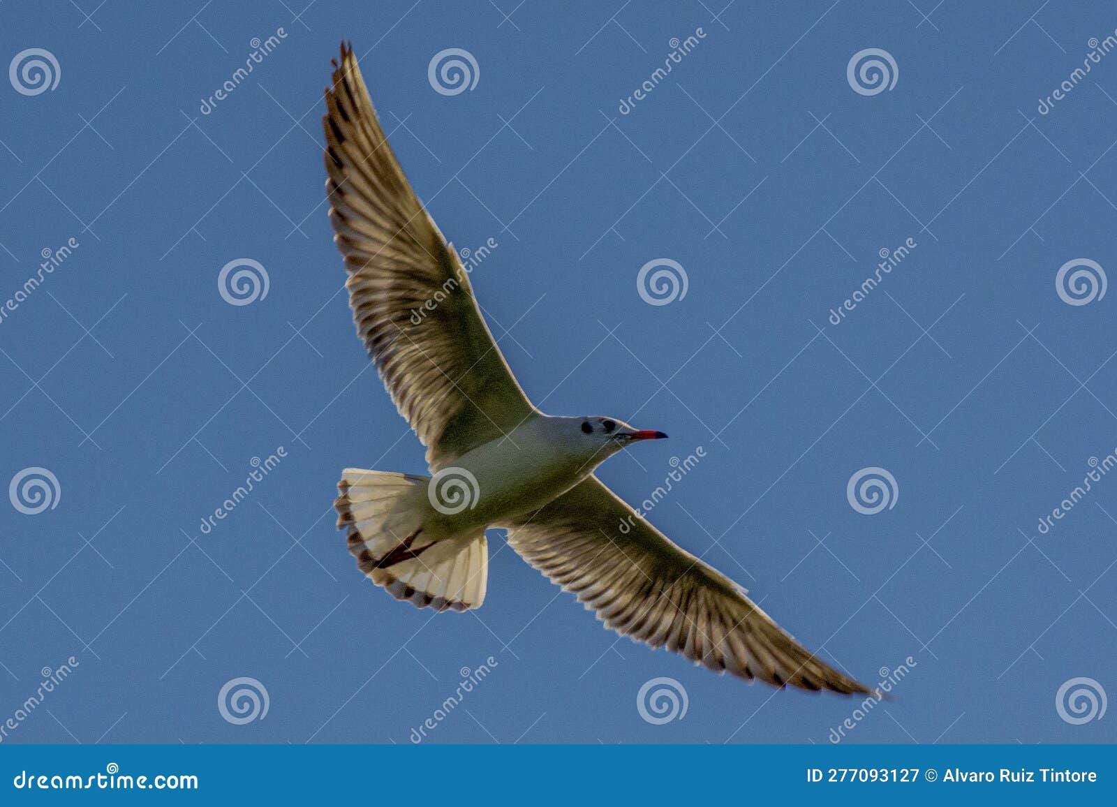 Seagull flying. Lower view stock image. Image of flight - 277093127