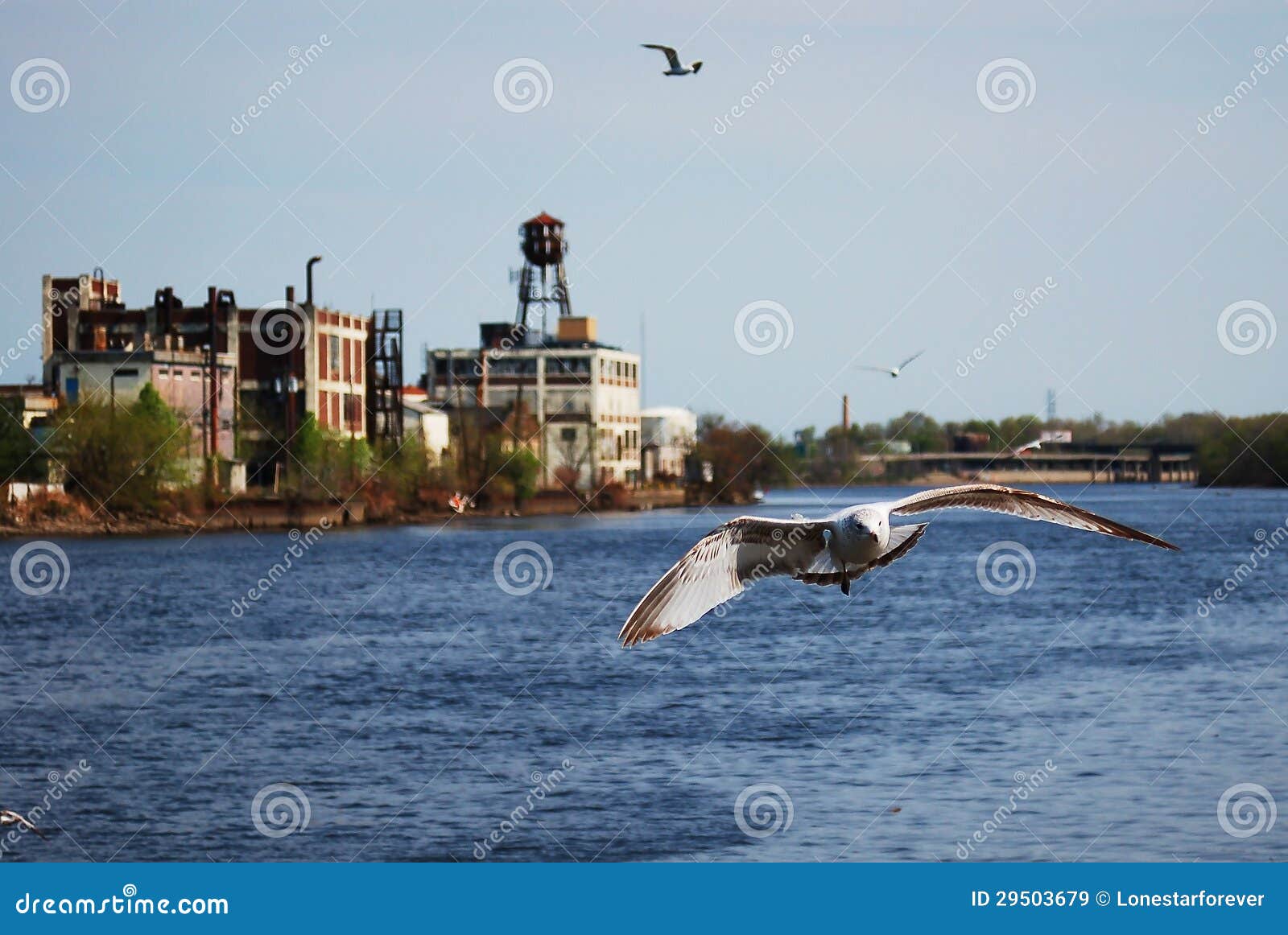 A Seagull Is Flying In Newark, Nj Picture. Image: 29503679