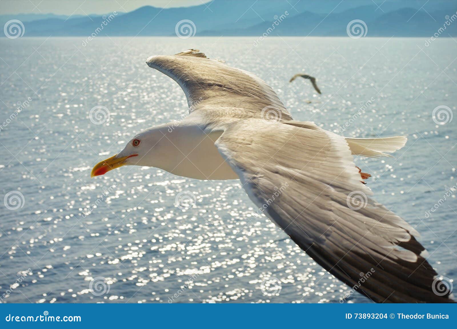 Seagull Flying Over the Sea - Thassos Island, Greece. Summer Seascape ...