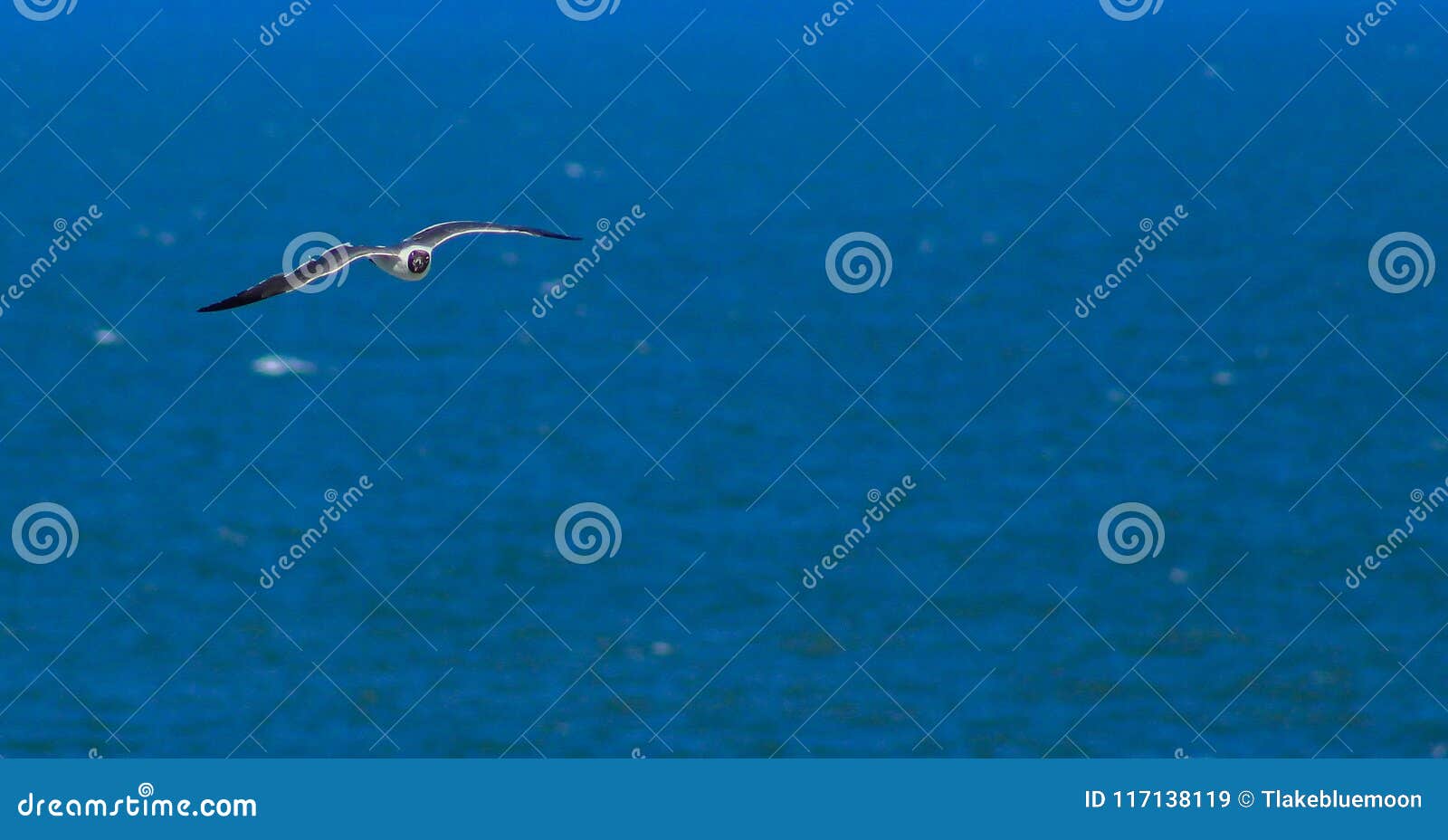 Seagull Flying Over Ocean Waves Stock Image - Image of background ...
