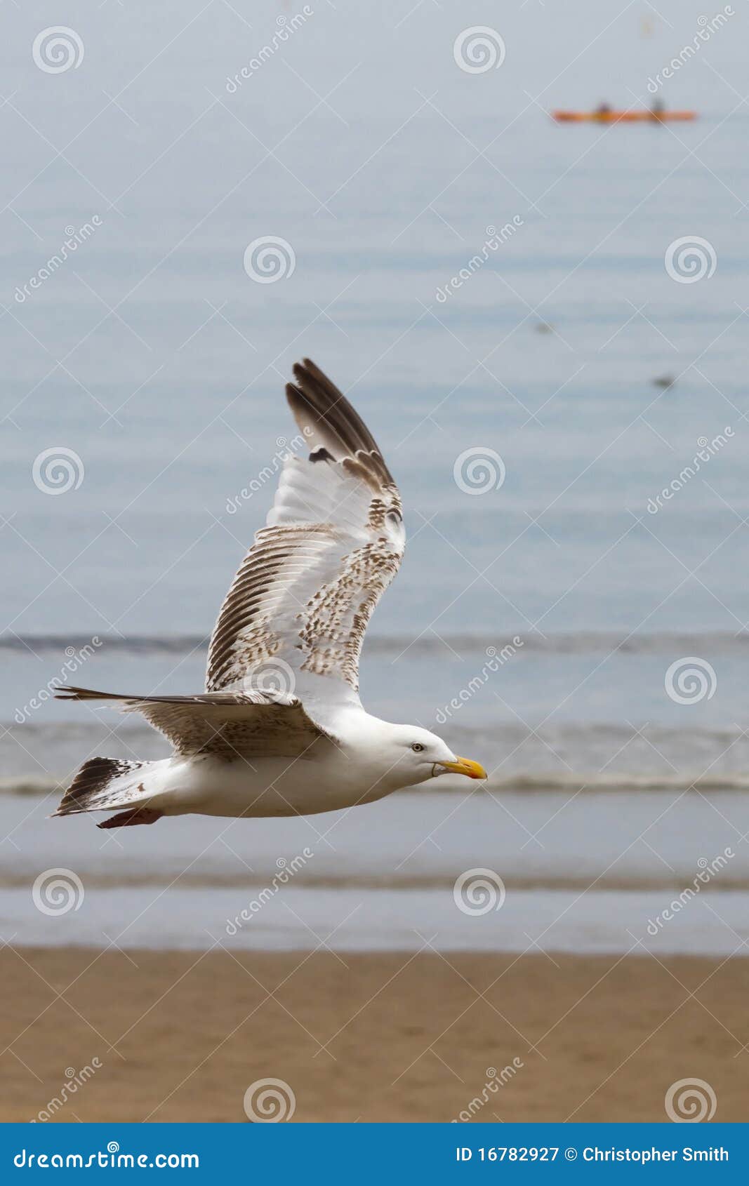 Seagull Flying Over the Beach Stock Image - Image of blue, freedom ...