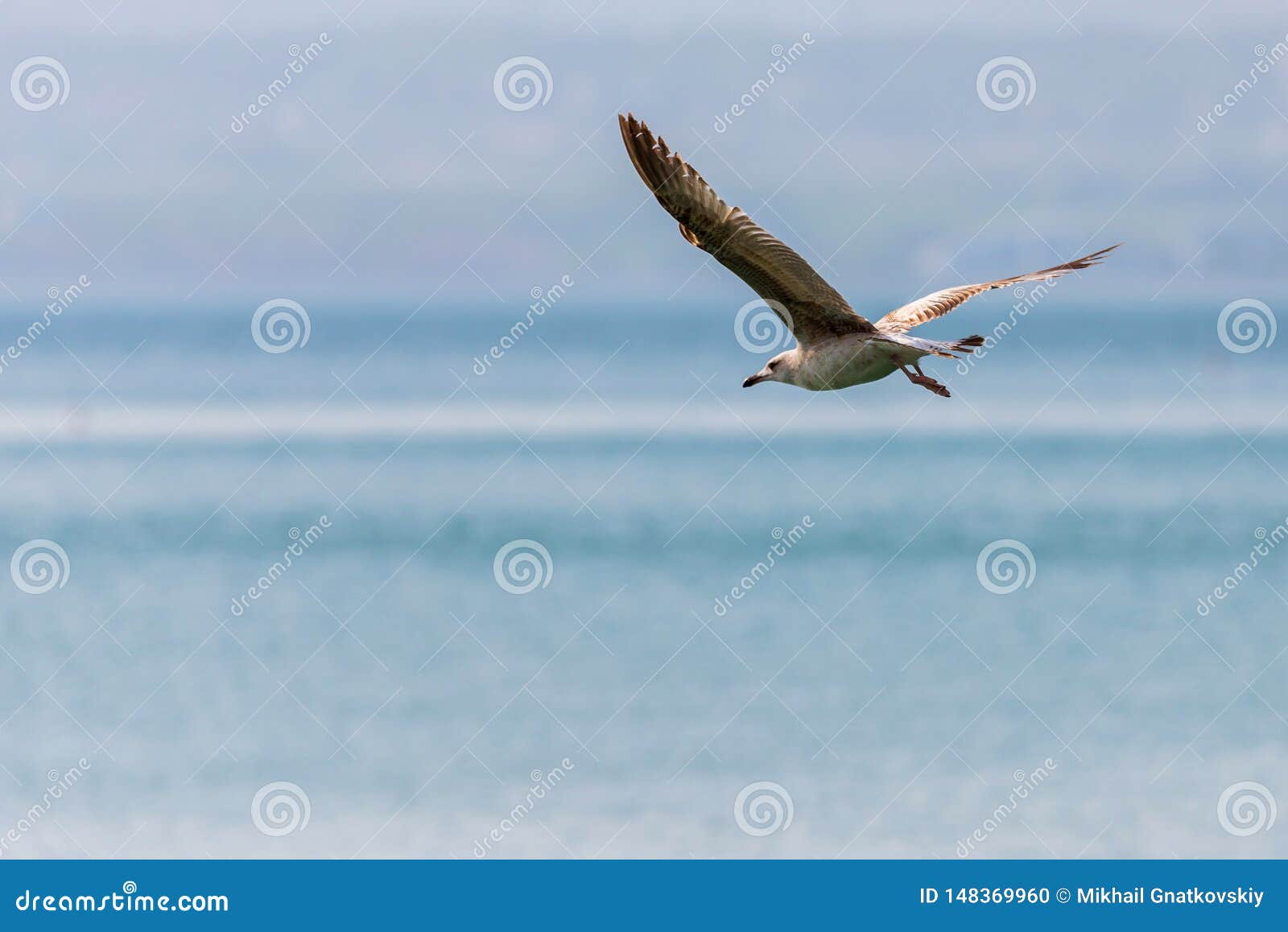 Seagull Flying Over Blue Water Background Stock Photo - Image of ...