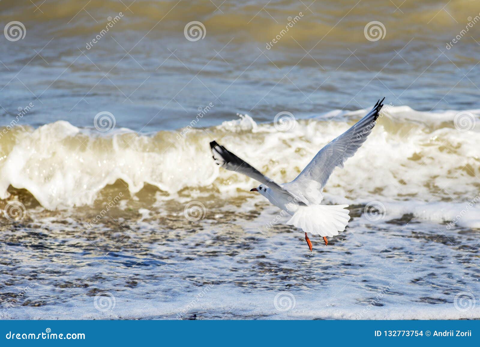 Seagull Flying Over Blue Water Background. Seagull Flying Over the Sea ...