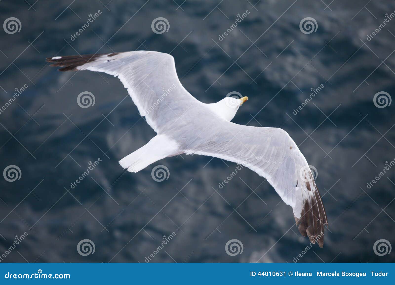 Seagull Flying Over Blue Water Background Stock Image - Image of avian ...