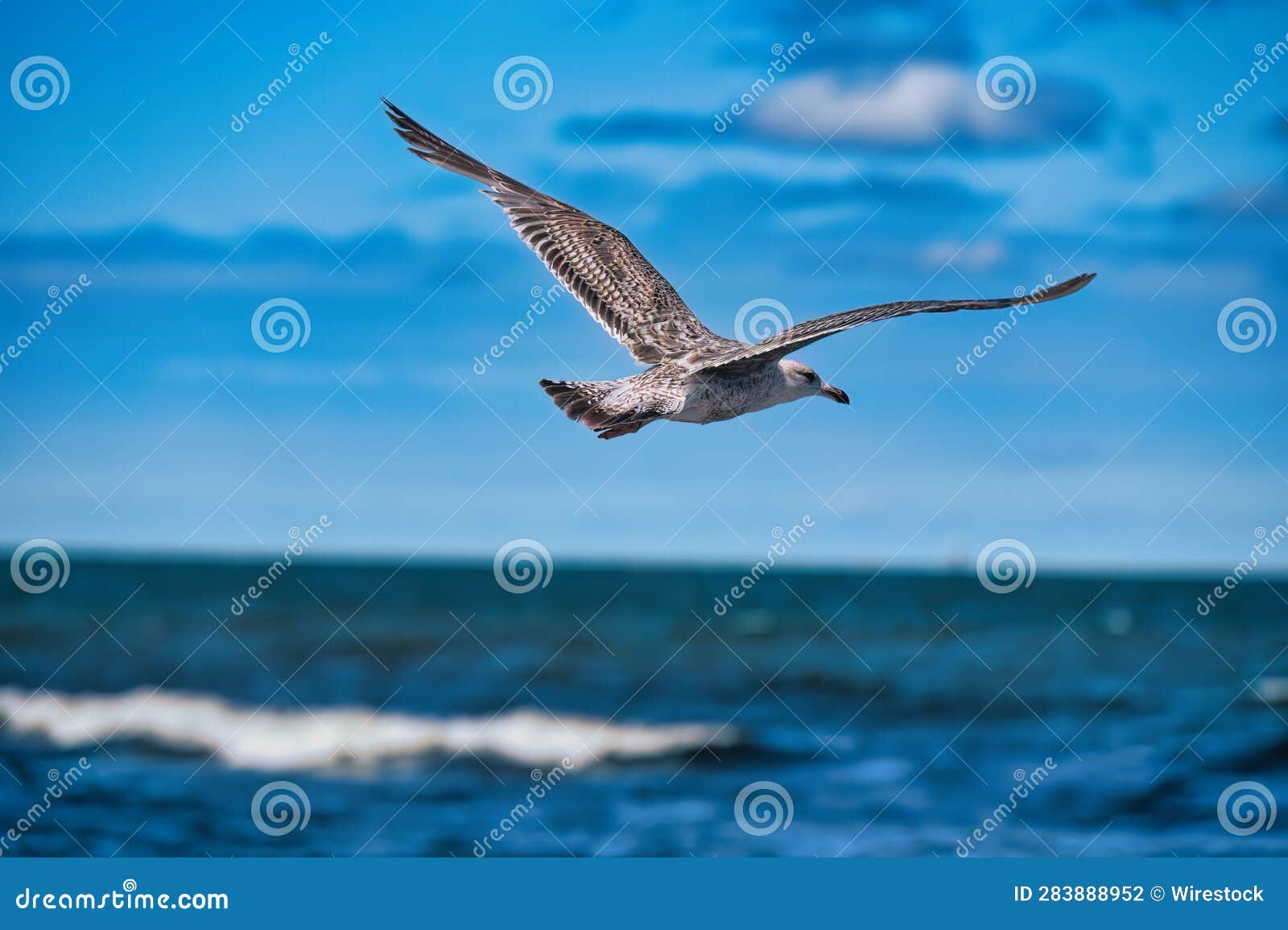 Seagull Flying Over the Ocean Stock Photo - Image of clouds, blue ...