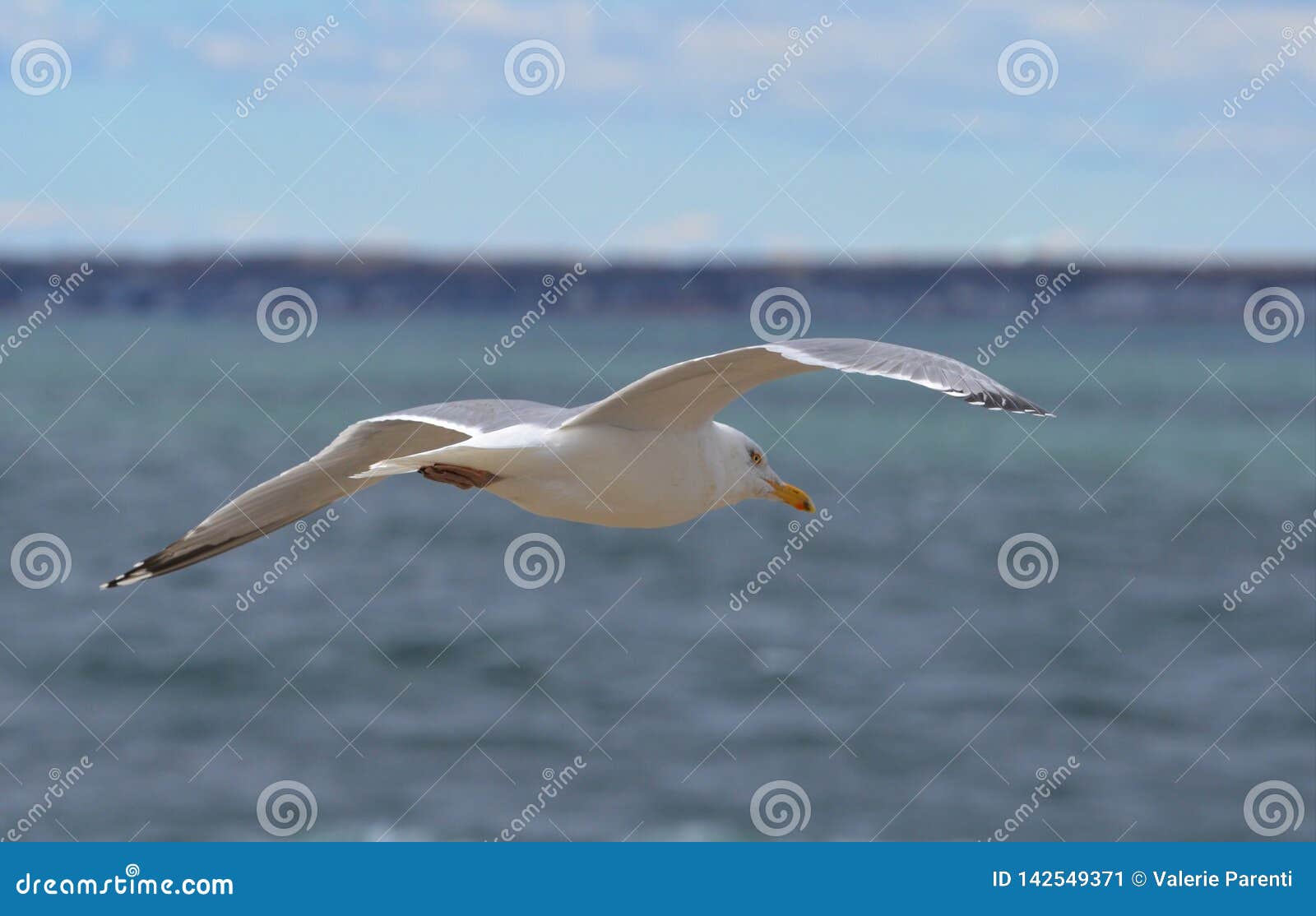 Seagull Flying Over the Ocean Beach Stock Image - Image of ocean ...