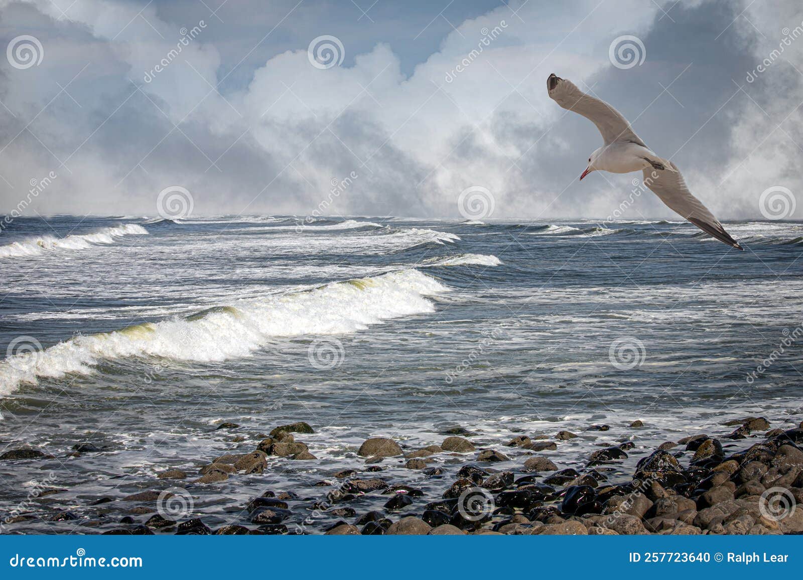 A Seagull Flying Over the Ocean Water Along the Beach Stock Photo ...