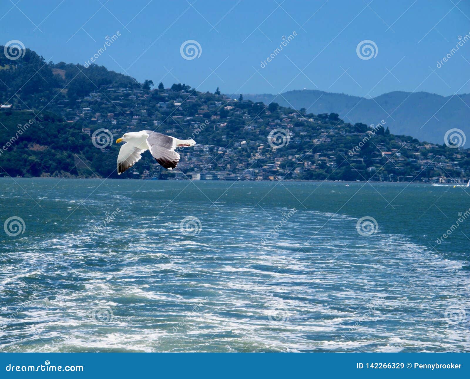 Seagull Flying Over Ocean Waves Stock Image - Image of green, nature ...