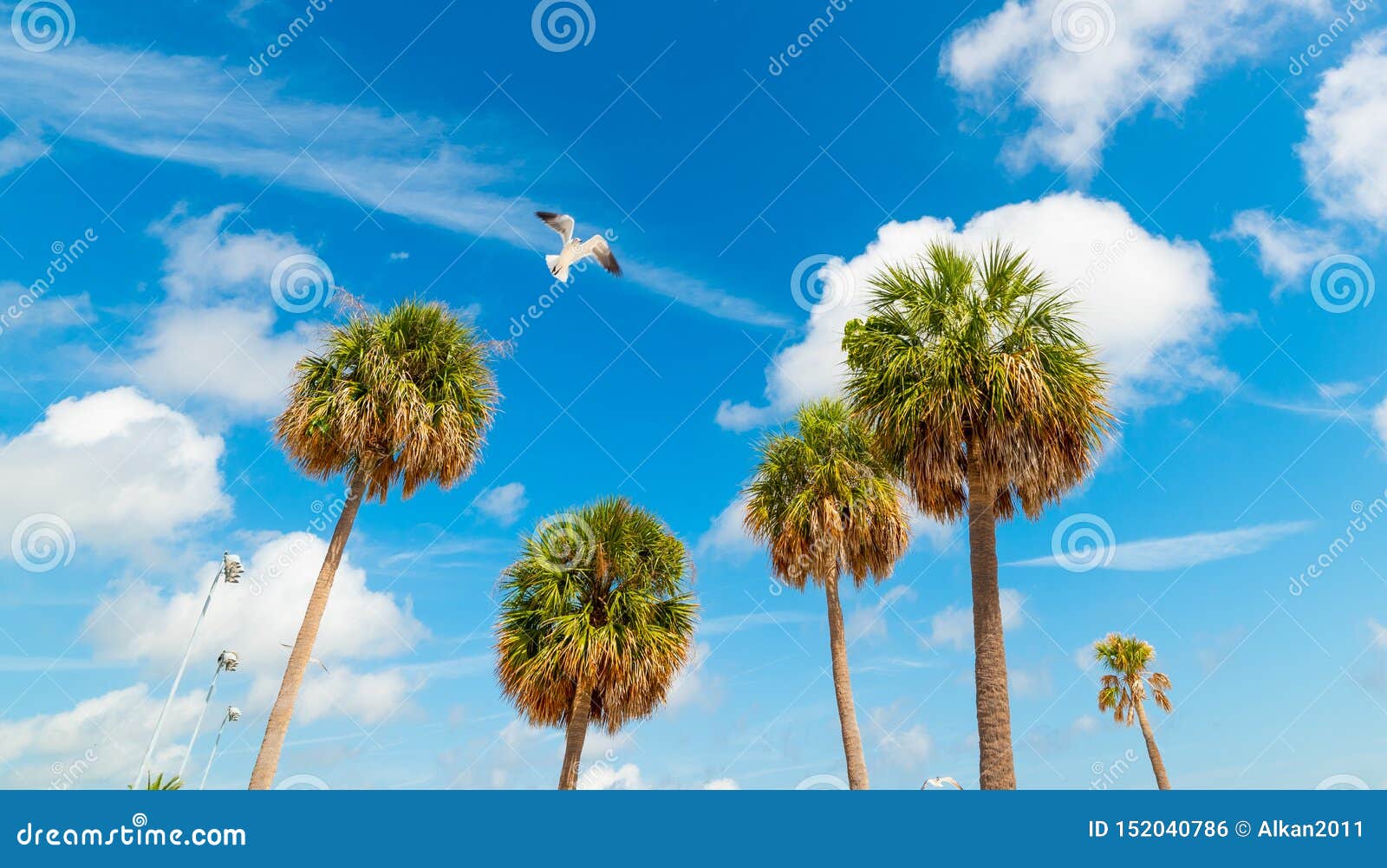 Seagull Flying Over Palm Trees in Clearwater Beach Stock Photo - Image ...