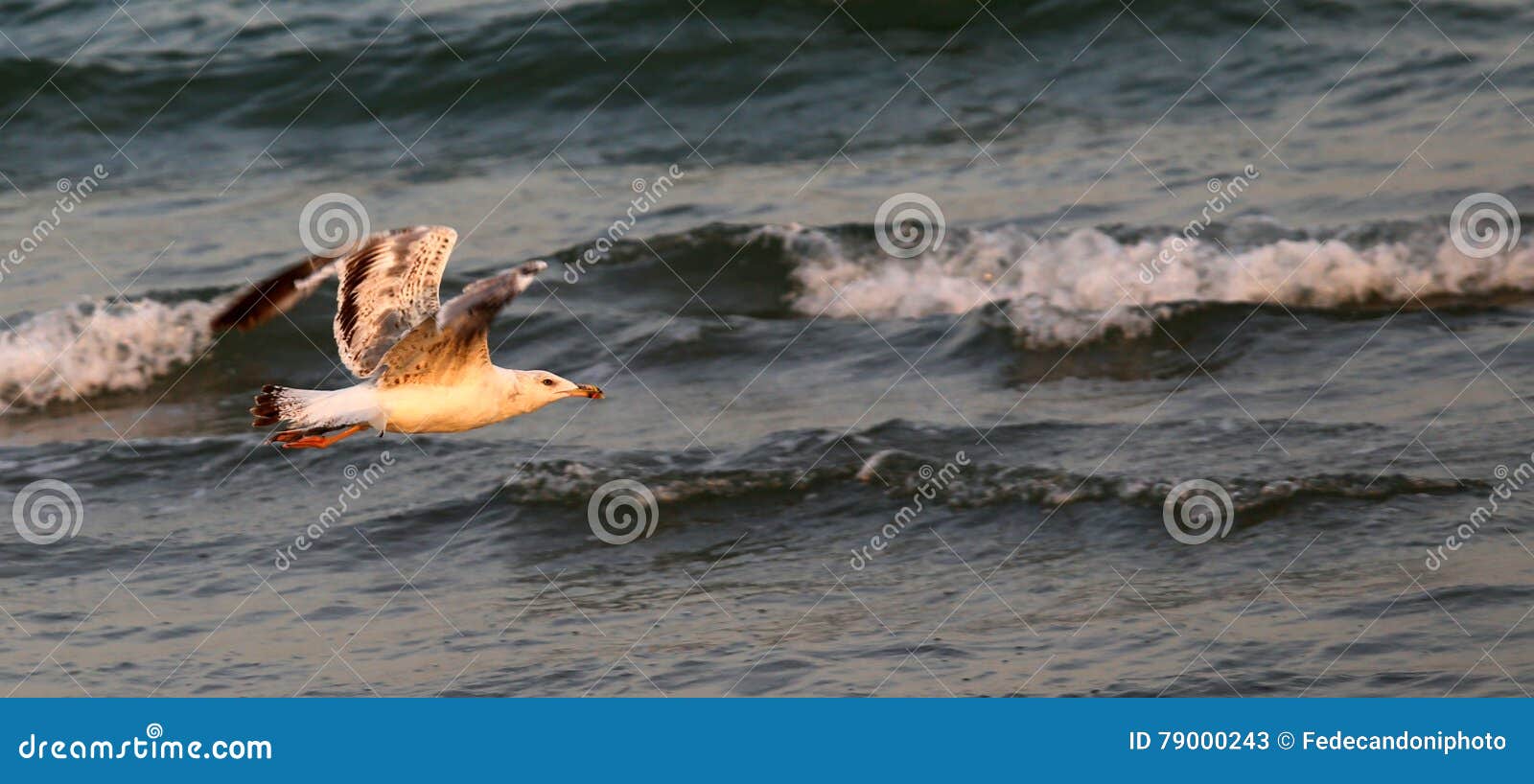 Seagull Flying Over the Rough Sea Stock Image - Image of flight ...
