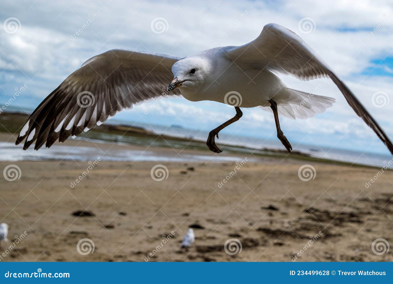 Seagull Flying Over Sandy Beach in Melbourne Australia Stock Photo ...