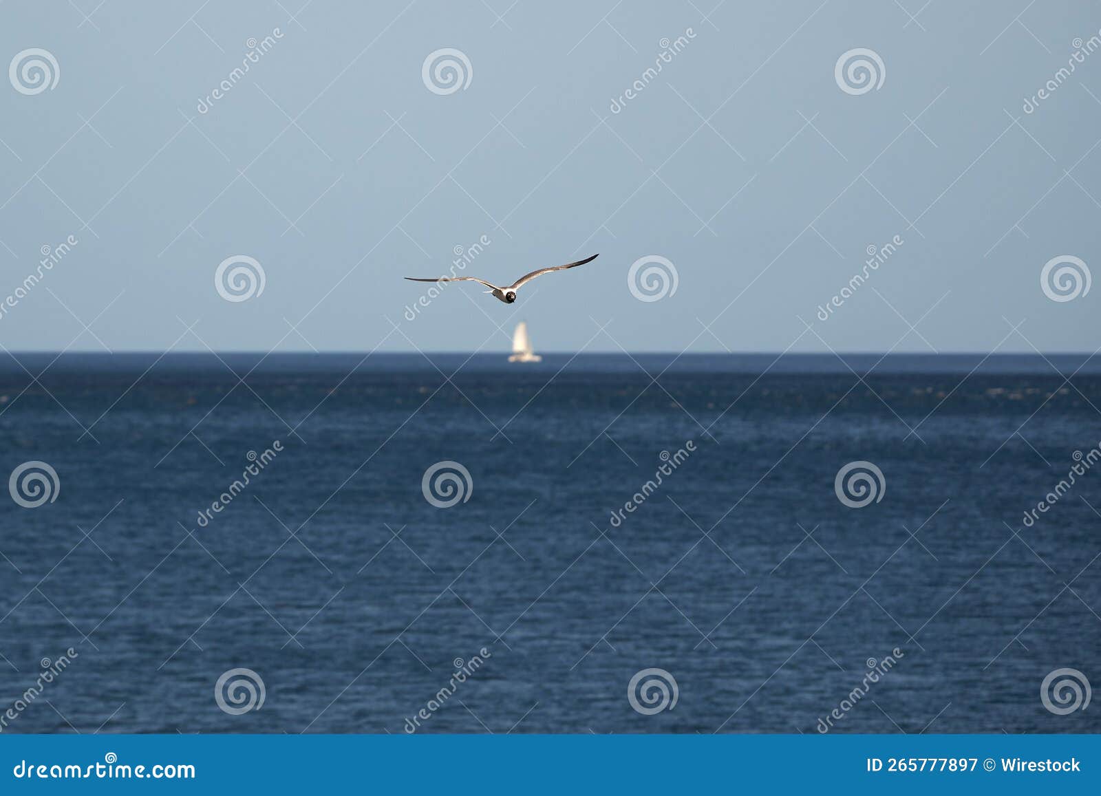 Seagull Flying Over the Sea. Stock Image - Image of seagull, flight ...