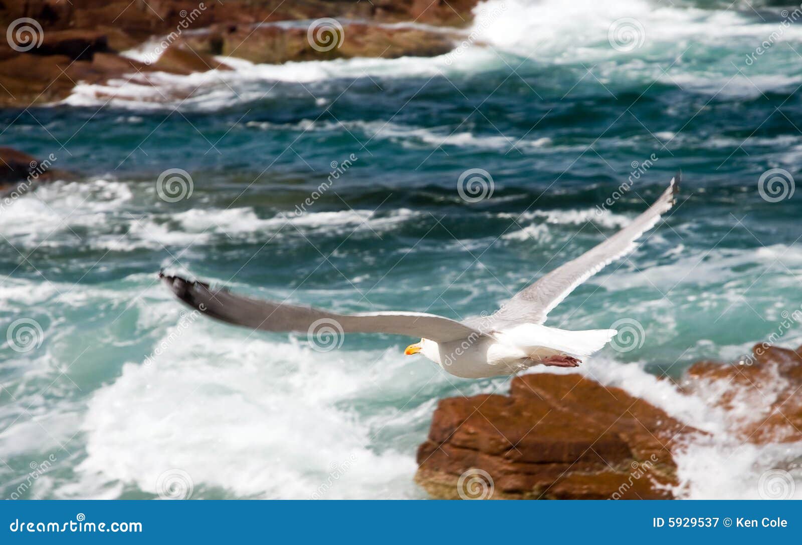 Seagull flying over surf stock image. Image of waterline - 5929537