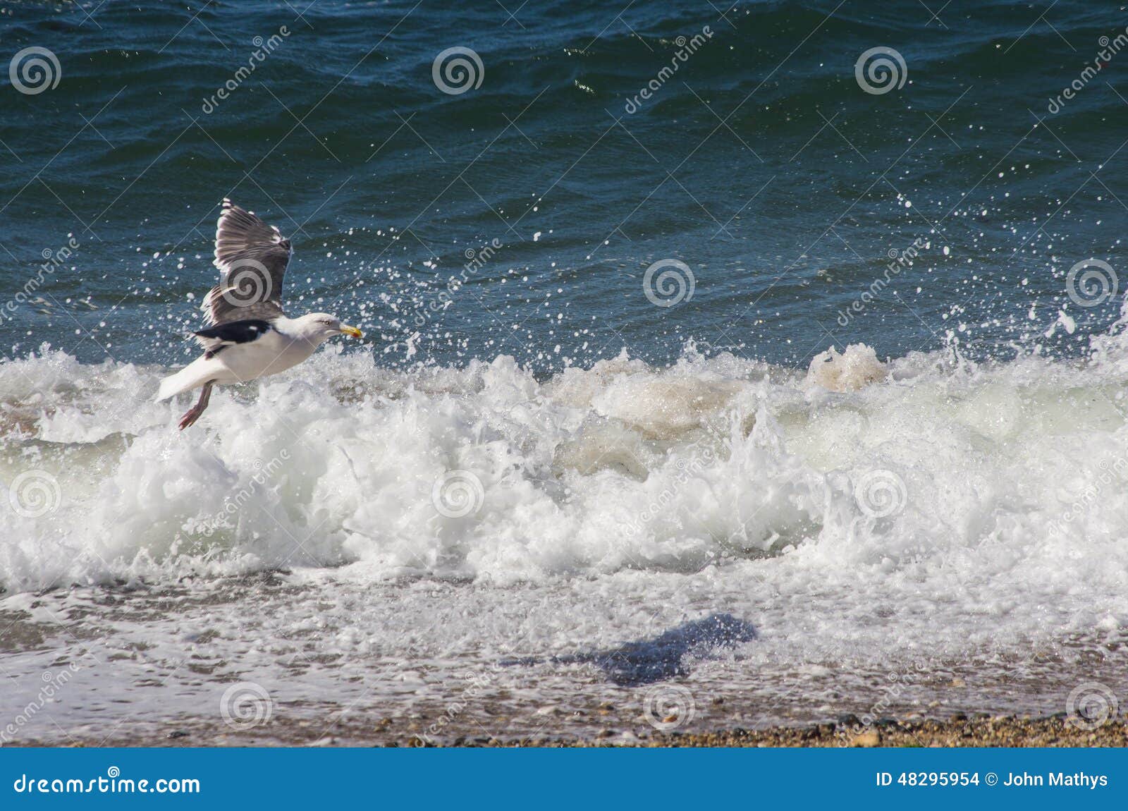 Seagull Flying Over Waves on the Beach Stock Photo - Image of frothy ...