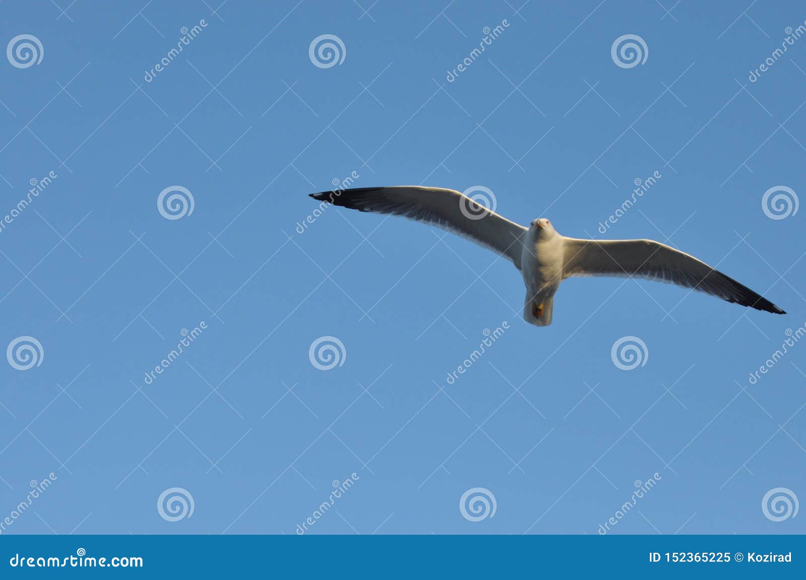 Seagull Flying Over Your Head. Alarming Bird Stock Image - Image of ...