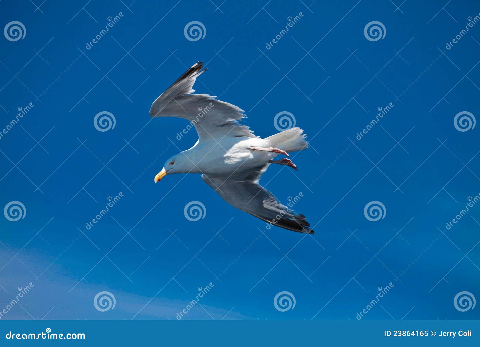 Seagull flying overhead stock image. Image of beak, bird - 23864165