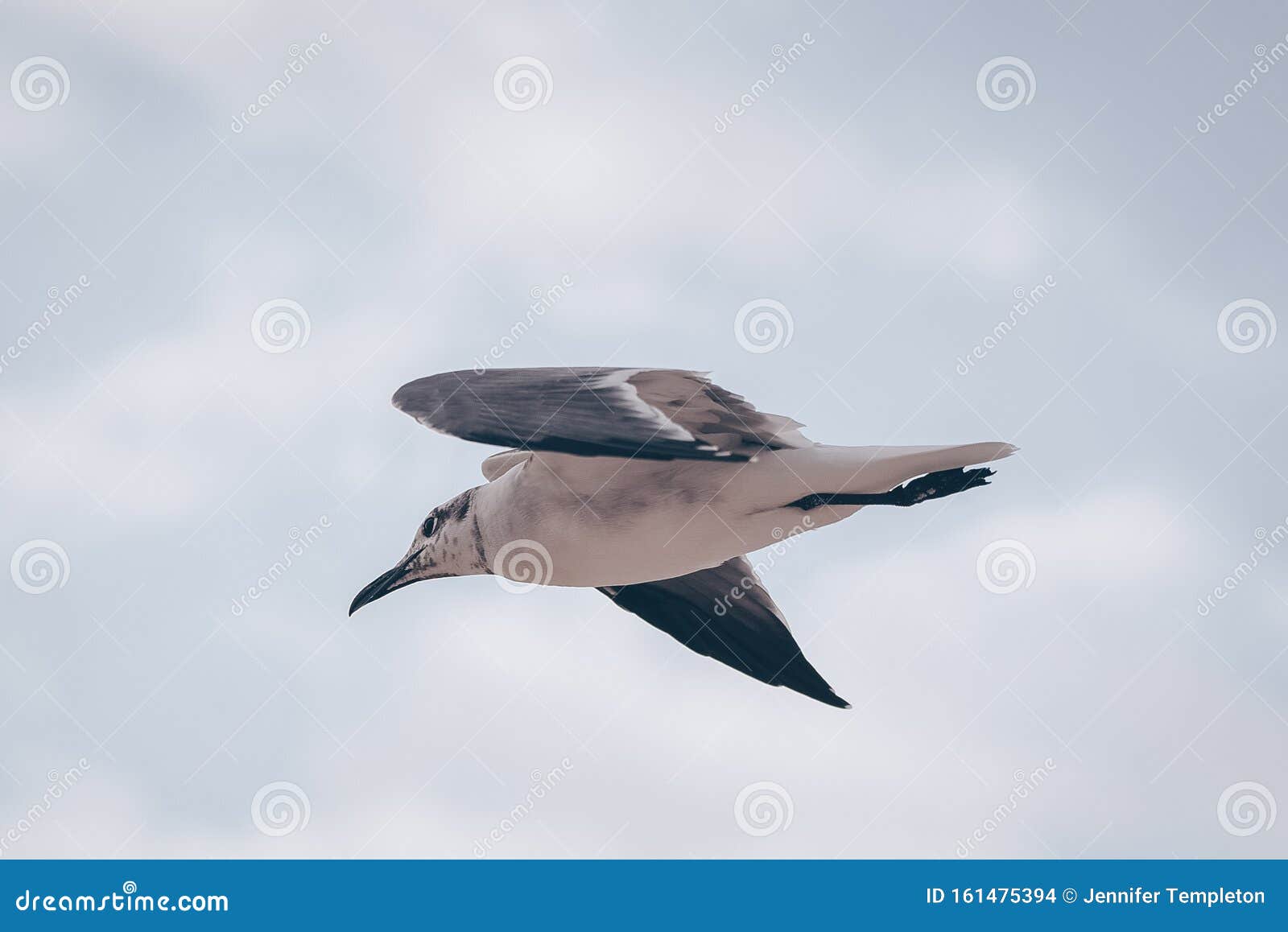 Seagull flying overhead stock photo. Image of overhead - 161475394