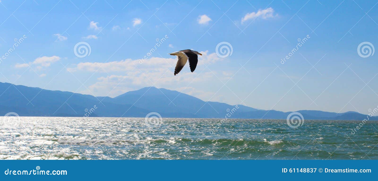 Seagull Flying Peacefully on the Beach Stock Image - Image of beach ...