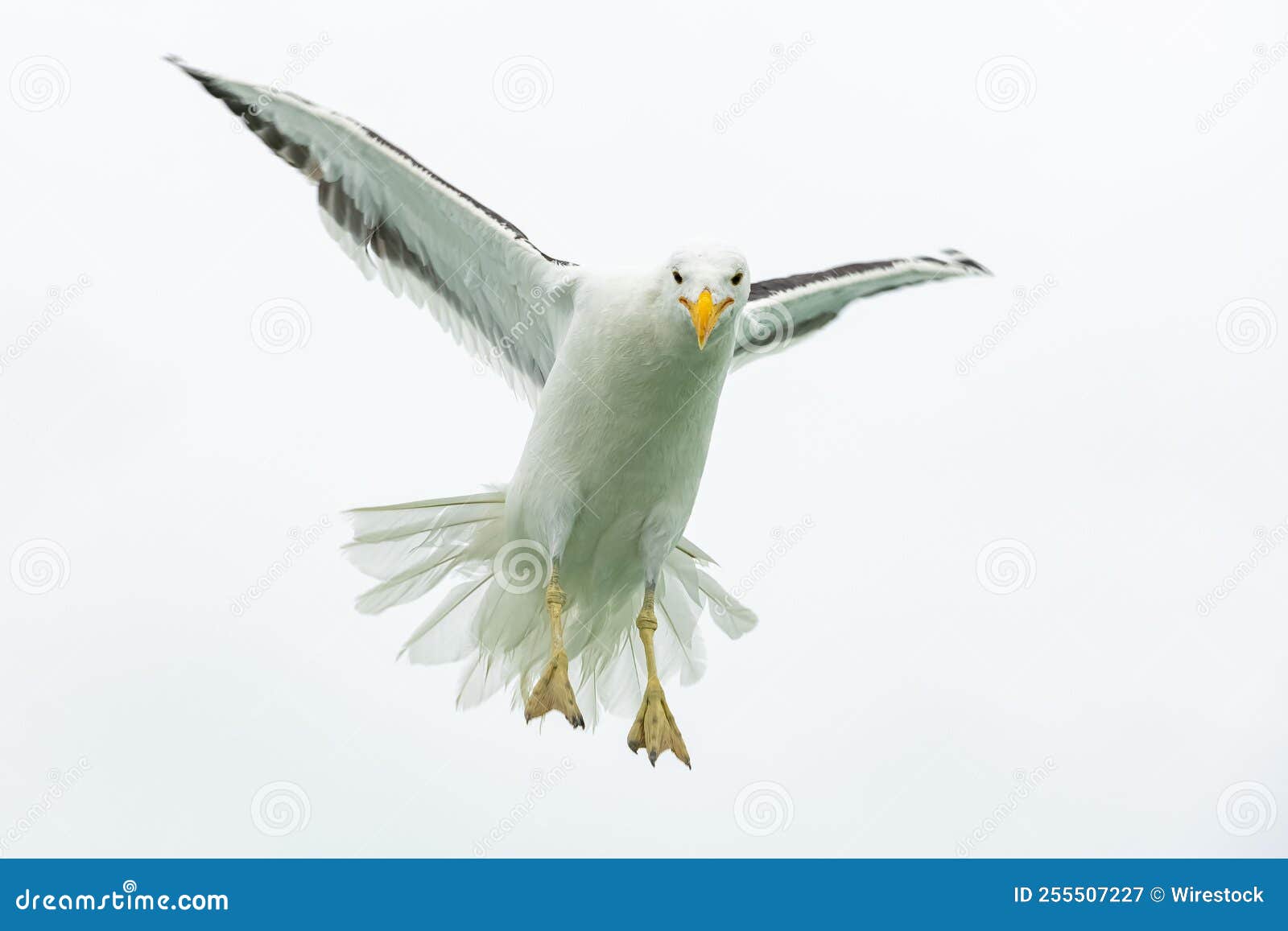 An Seagull Flying, Portrait Stock Image - Image of argentatus, bird ...