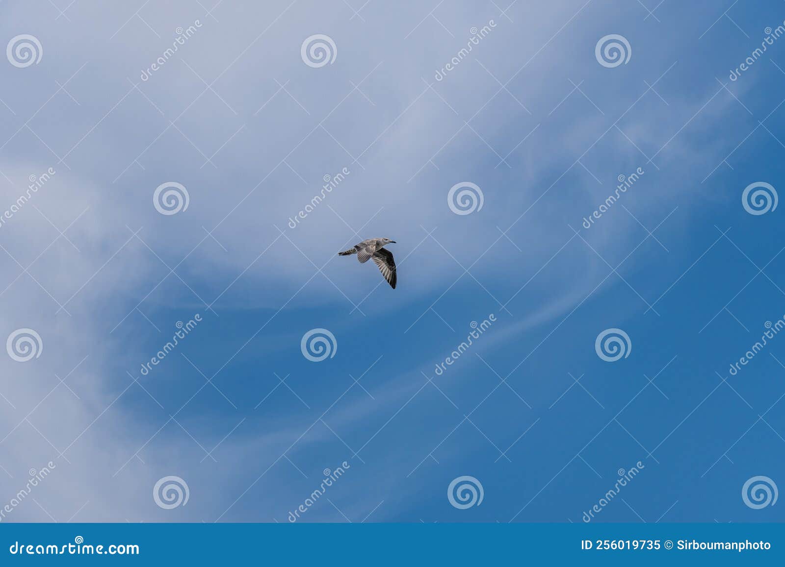 Seagull Flying in the Position of Extended Wings Stock Image - Image of ...