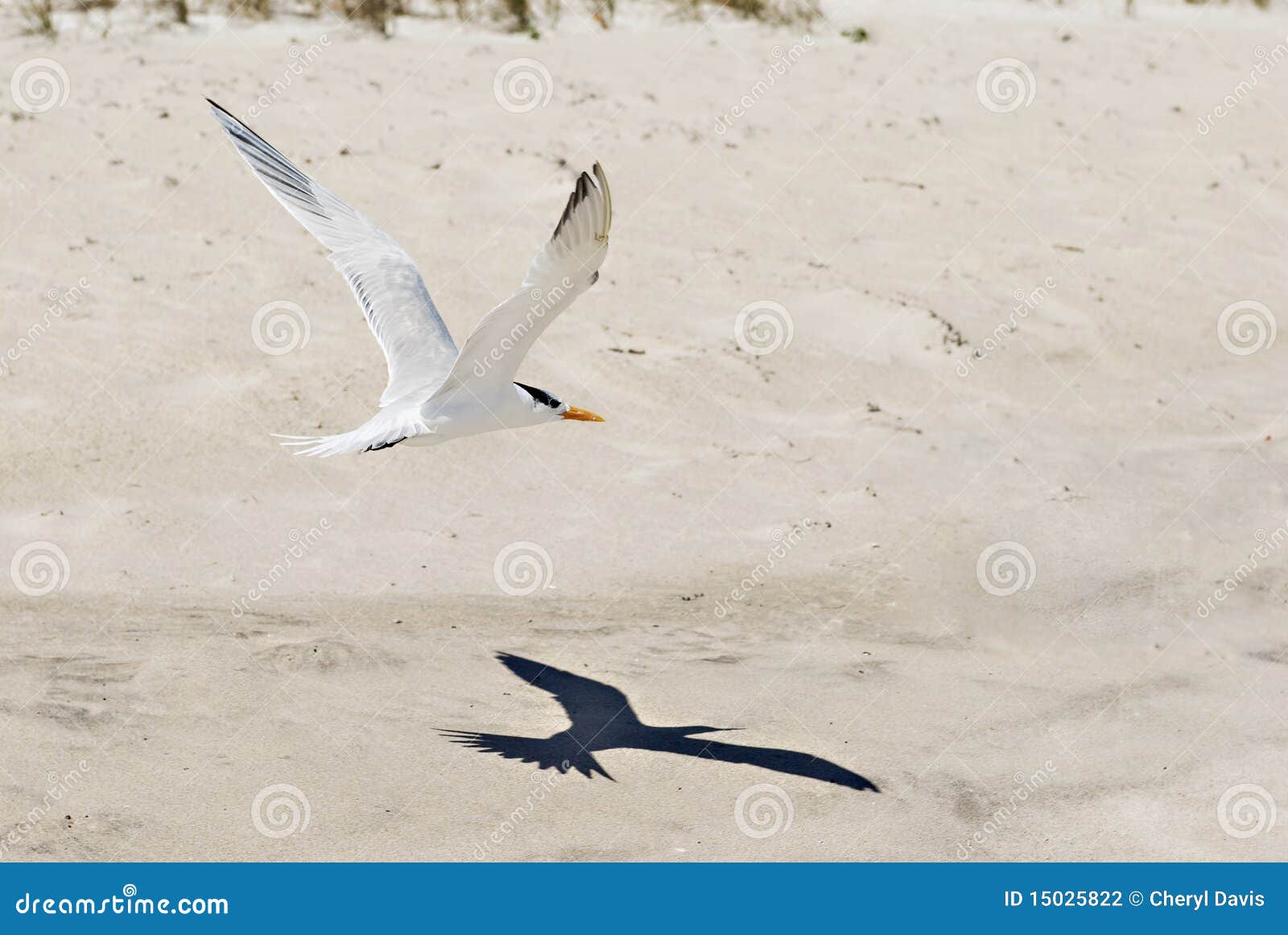 Seagull Flying with Shadow on Beach Stock Photo - Image of focus ...