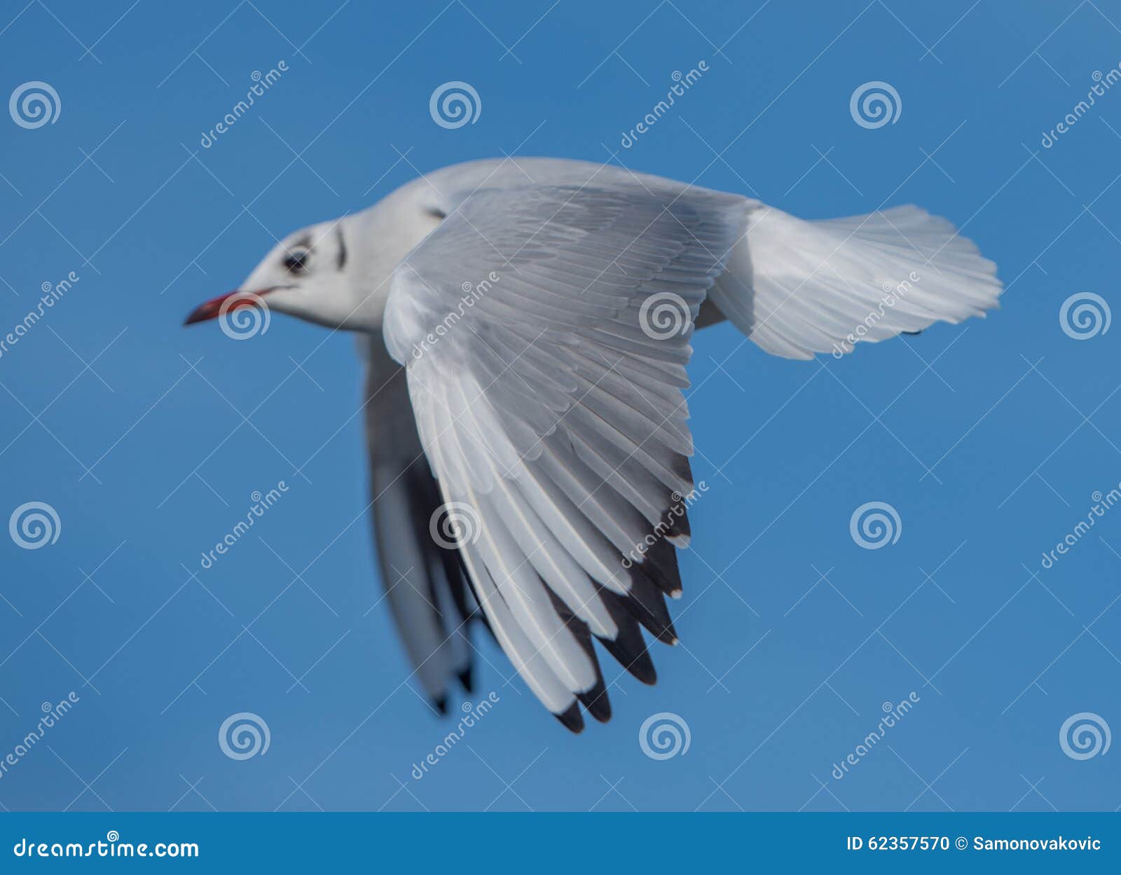 Seagull flying by stock photo. Image of side, wings, bird - 62357570