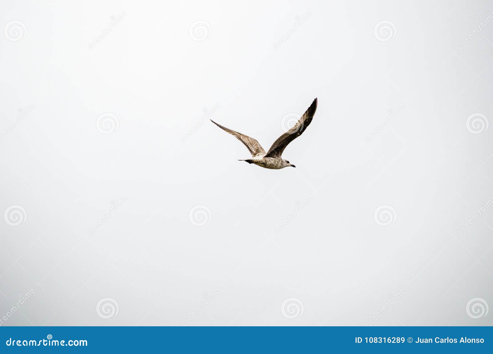 Seagull Flying Side View. White Background Stock Image - Image of wing ...