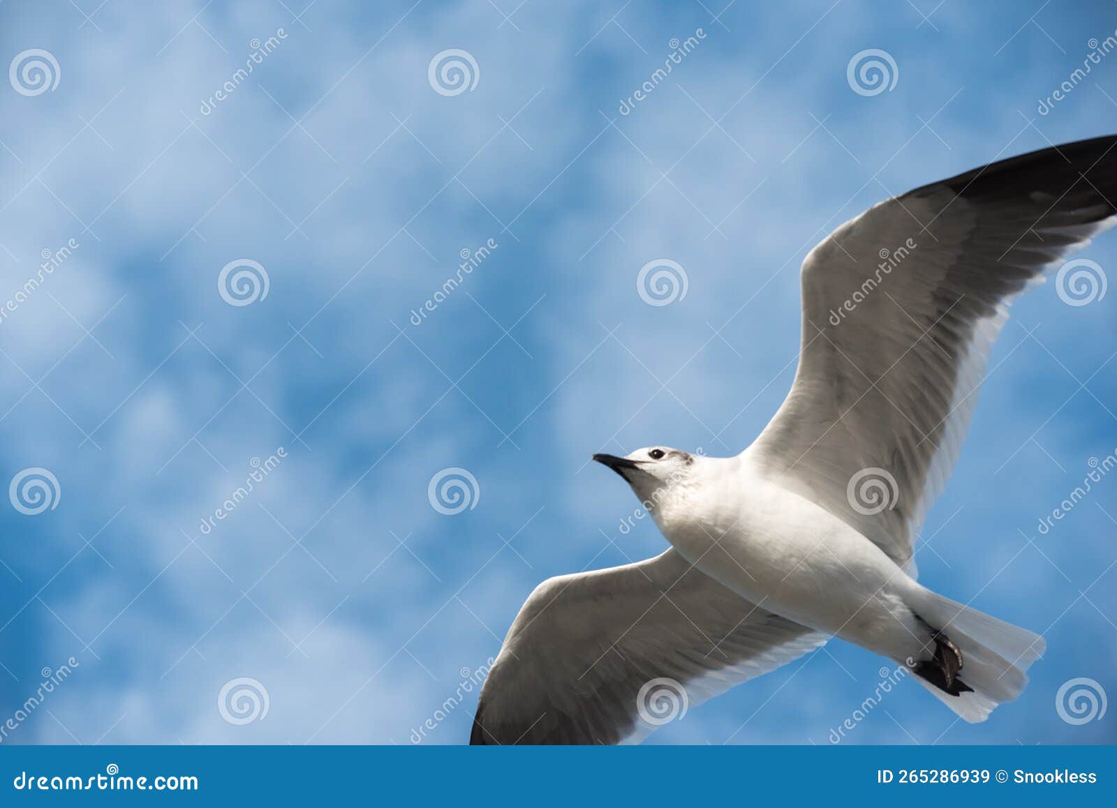Seagull or Gull flying stock image. Image of nature - 265286939