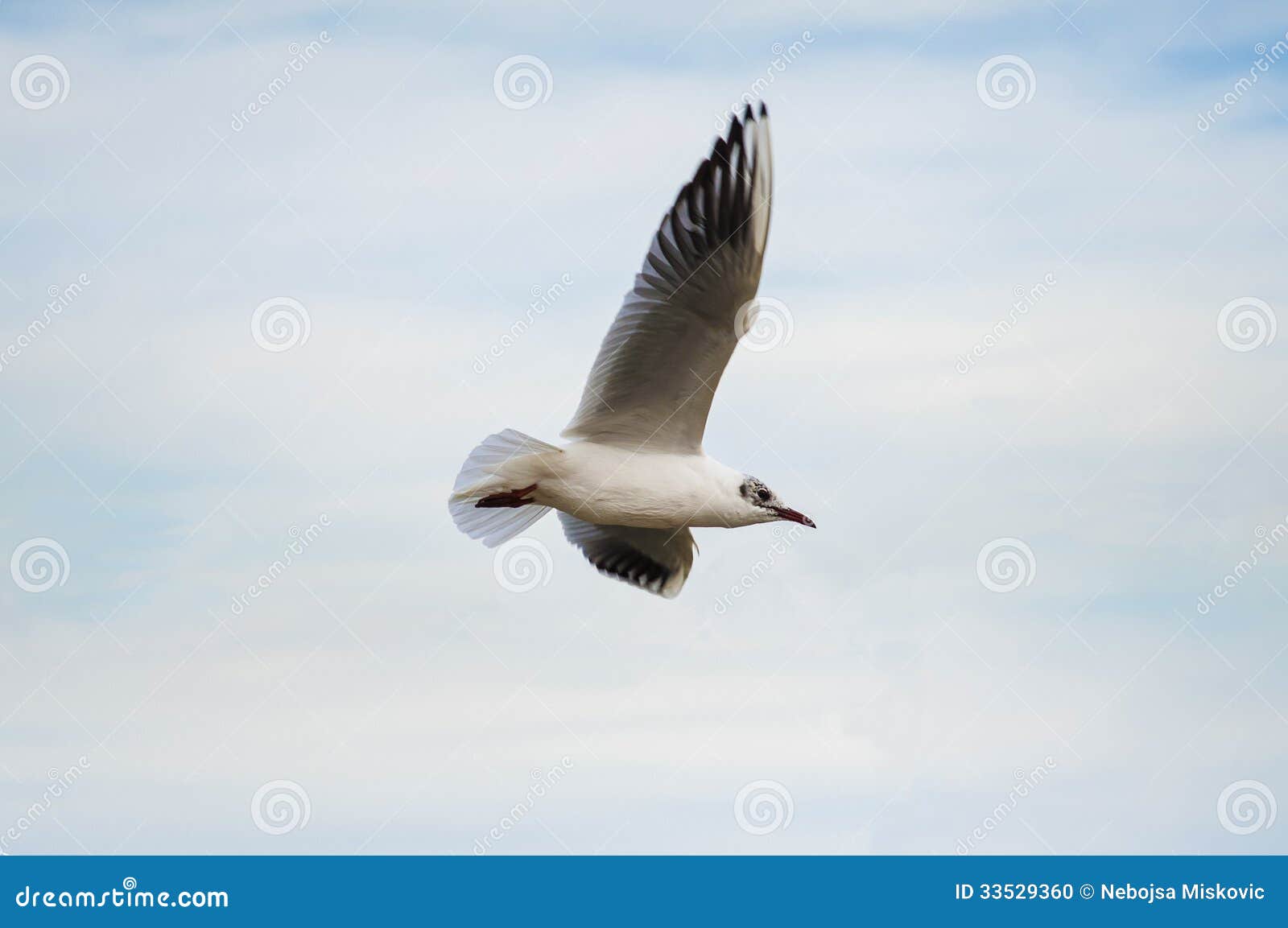 Seagull flying stock photo. Image of bird, animal, nature - 33529360