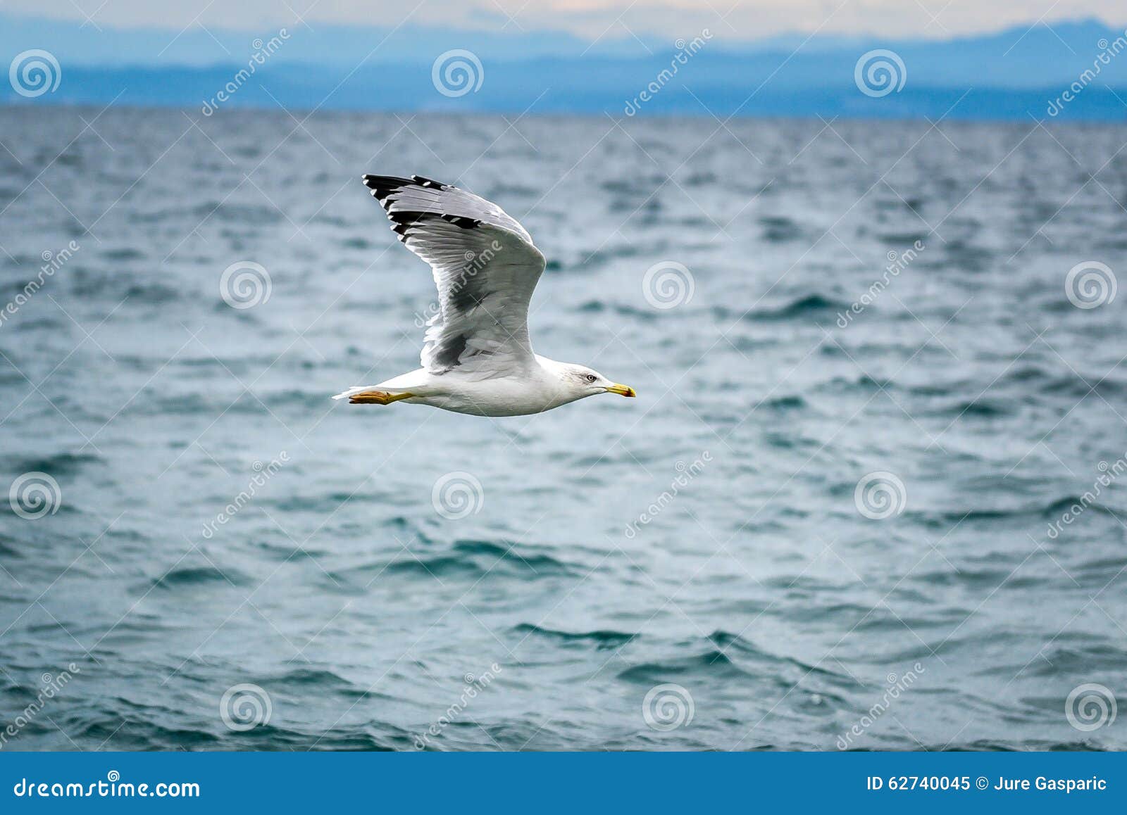 Seagull is Flying and Soaring in Over the Sea Stock Image - Image of ...