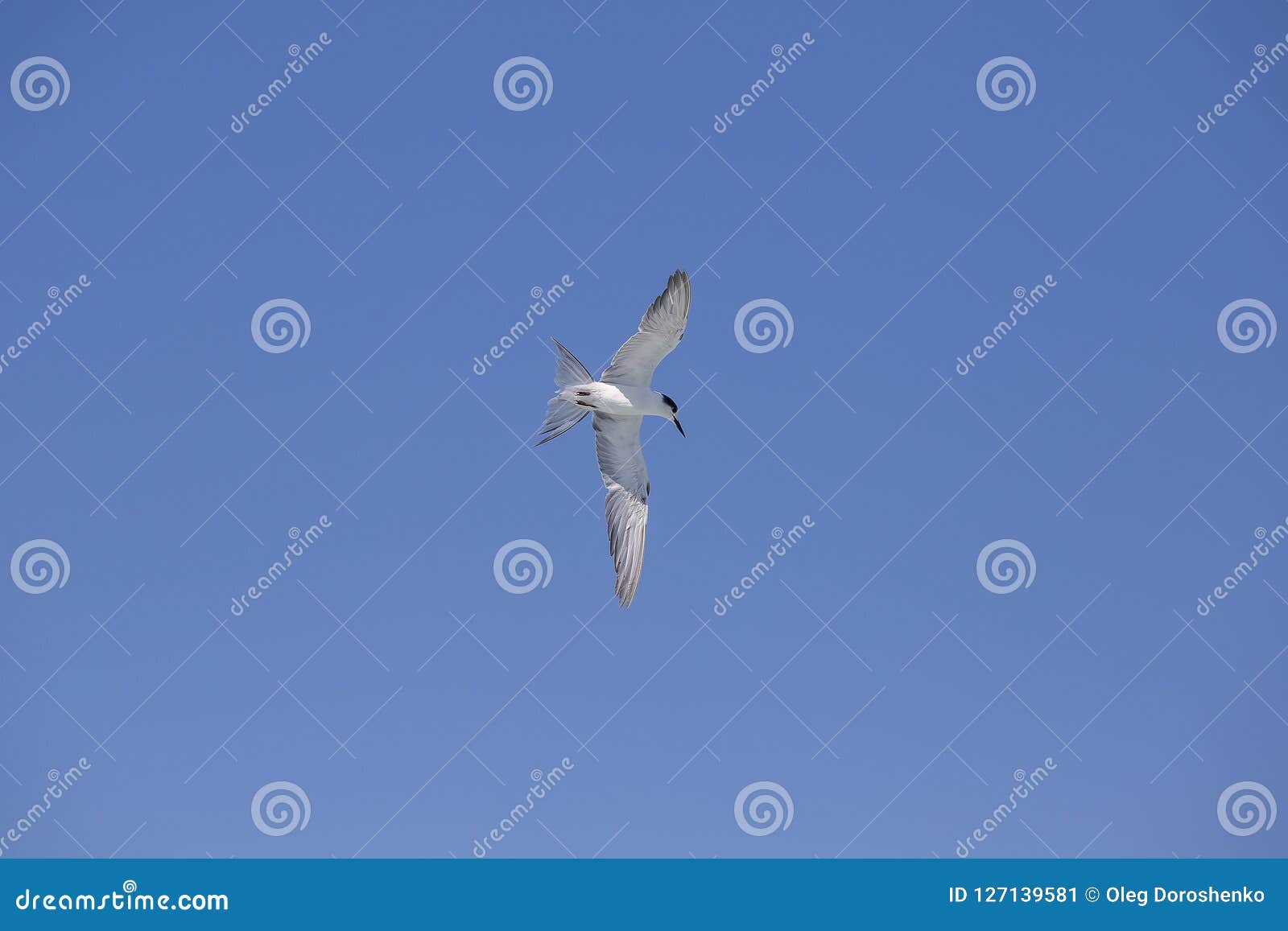 Seagull Flying Under Blue Sly Stock Image - Image of travel, wild ...
