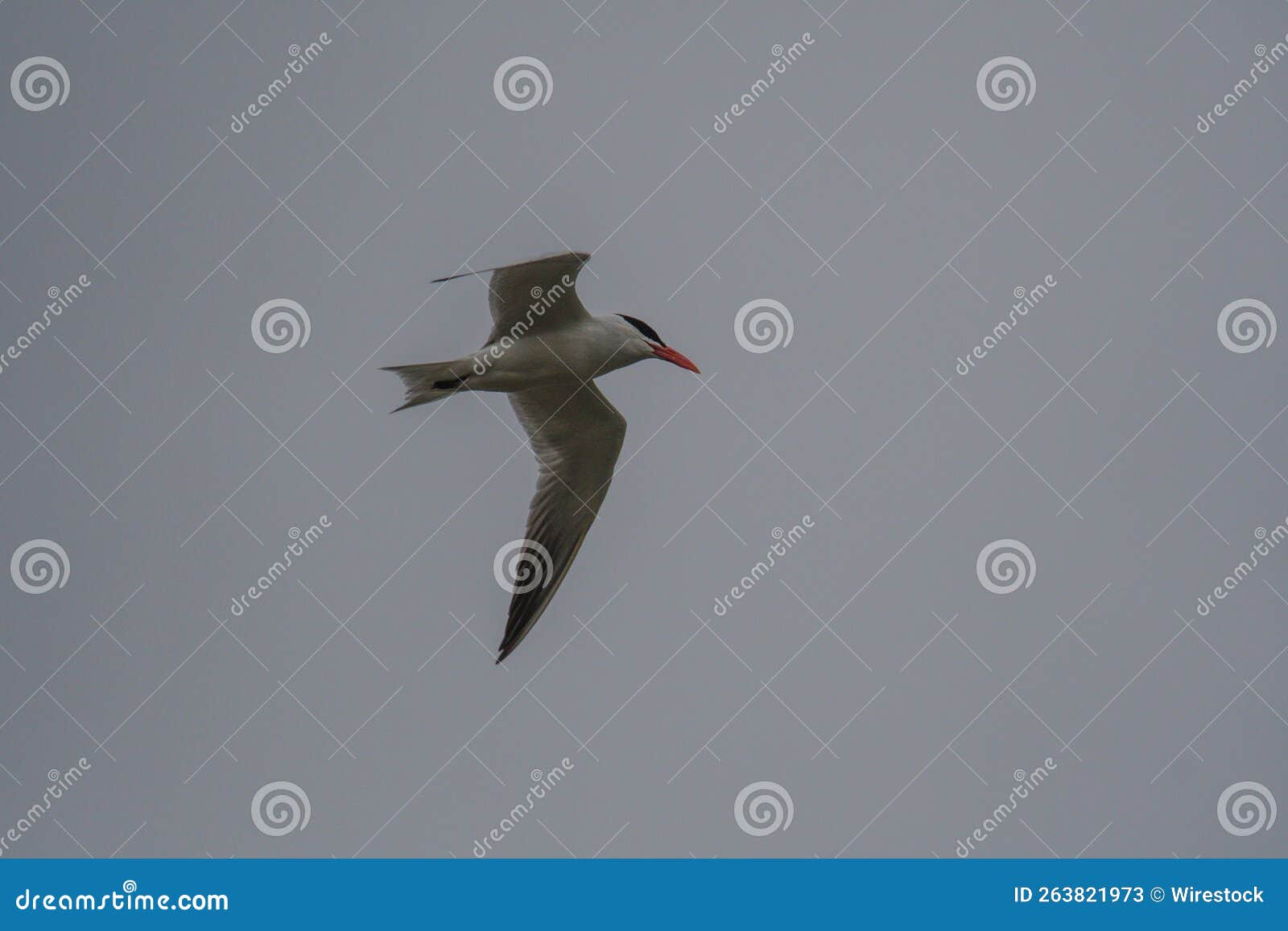 Seagull Flying Under a Gloomy Sky Stock Image - Image of white, water ...