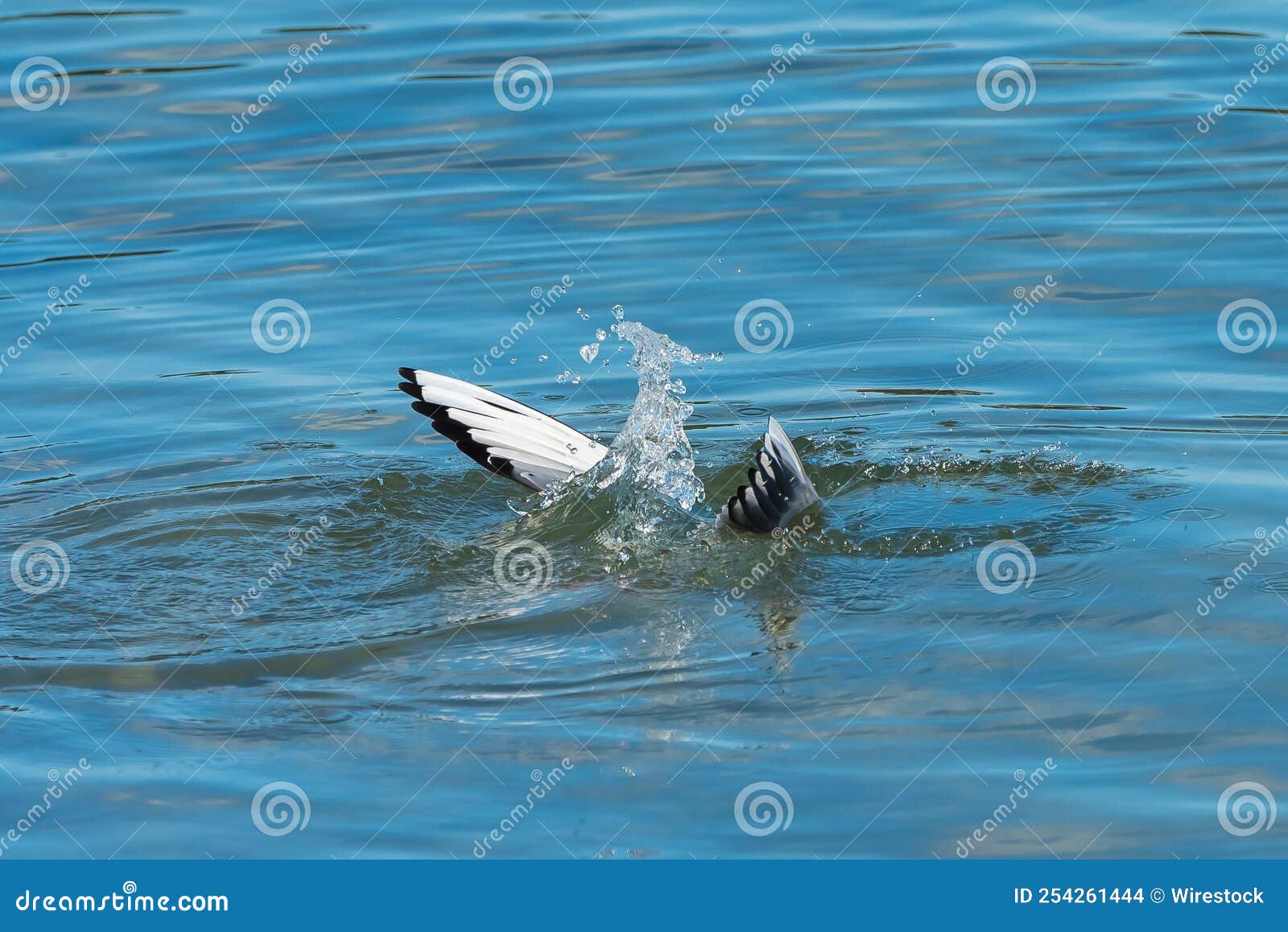 A Seagull Flying Under the Sea Stock Photo - Image of cargo, gull ...