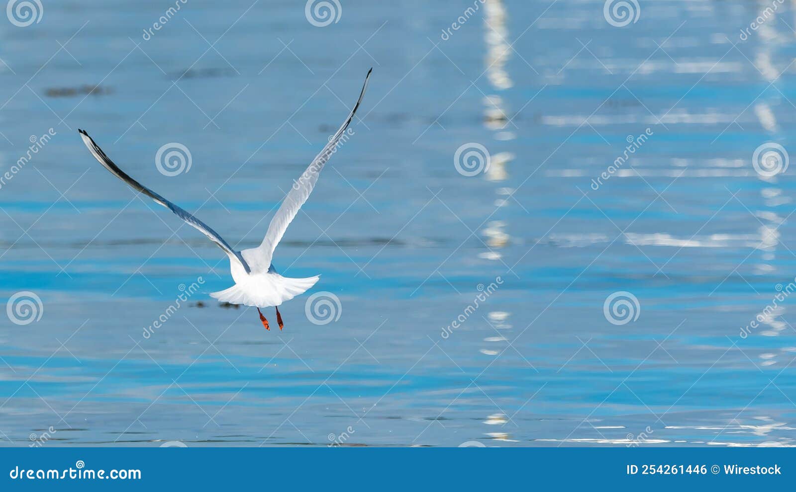 A Seagull Flying Under the Sea Stock Photo - Image of grey, animal ...