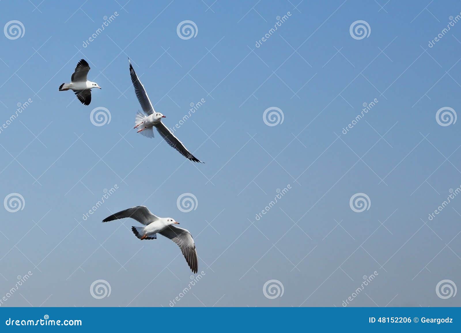 Seagull Flying Under the Sky at Bang Pu Beach Stock Photo - Image of ...