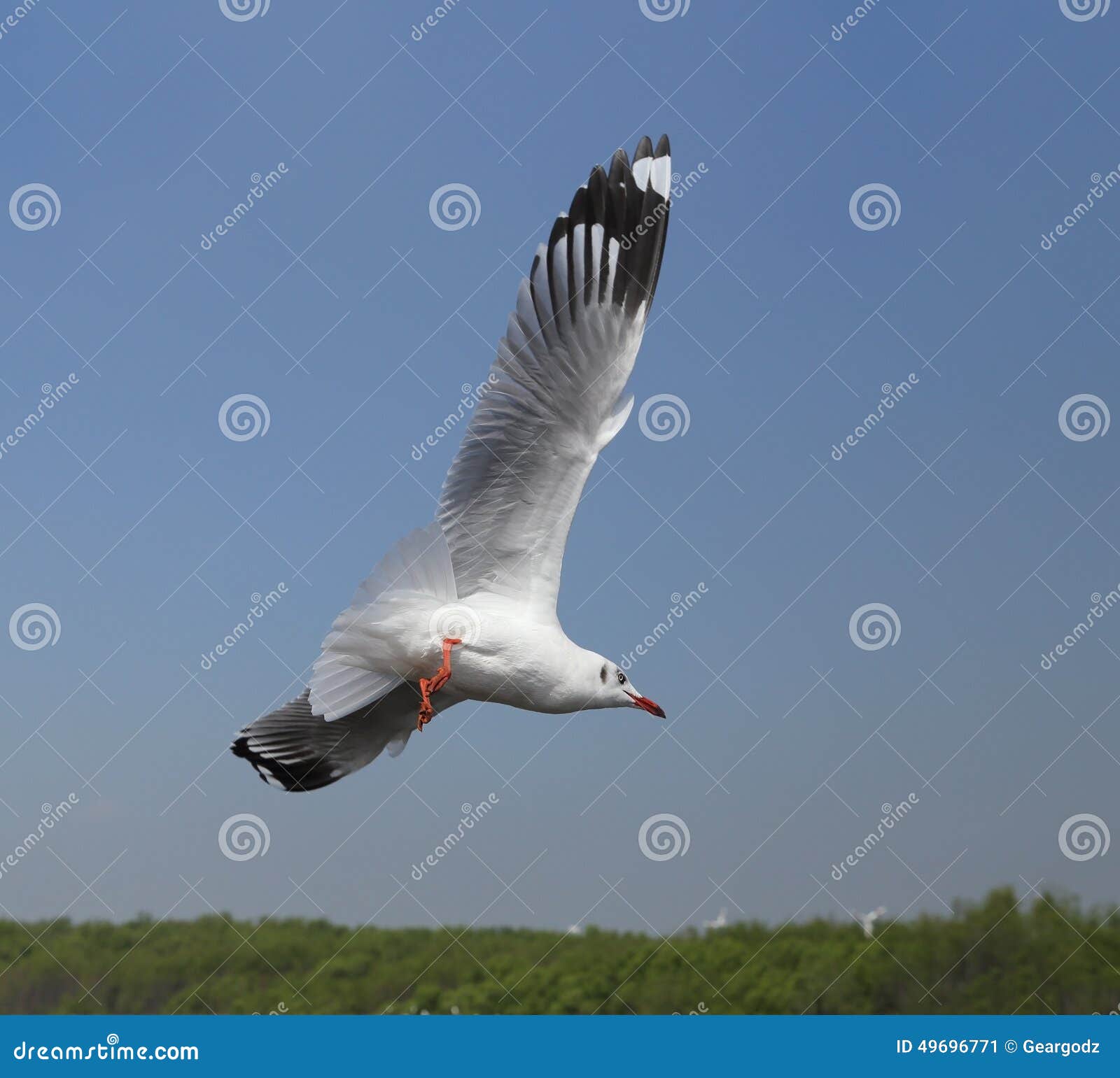 Seagull Flying Under the Sky Stock Image - Image of seagull, wildlife ...