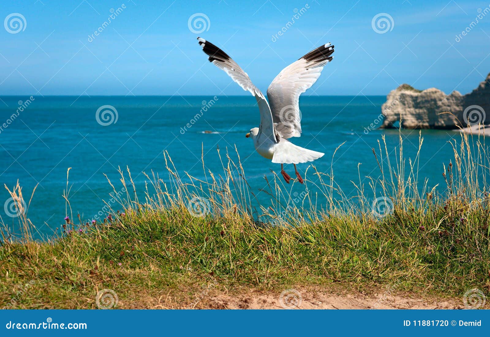 Seagull Flying Up stock photo. Image of fauna, bird, haute - 11881720