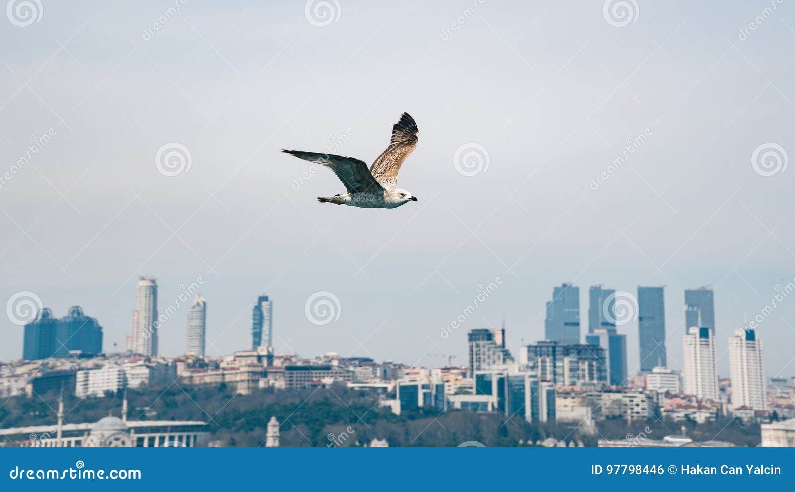 Seagull in Focus Flying in Front of Istanbul Cityscape Turkey Stock ...