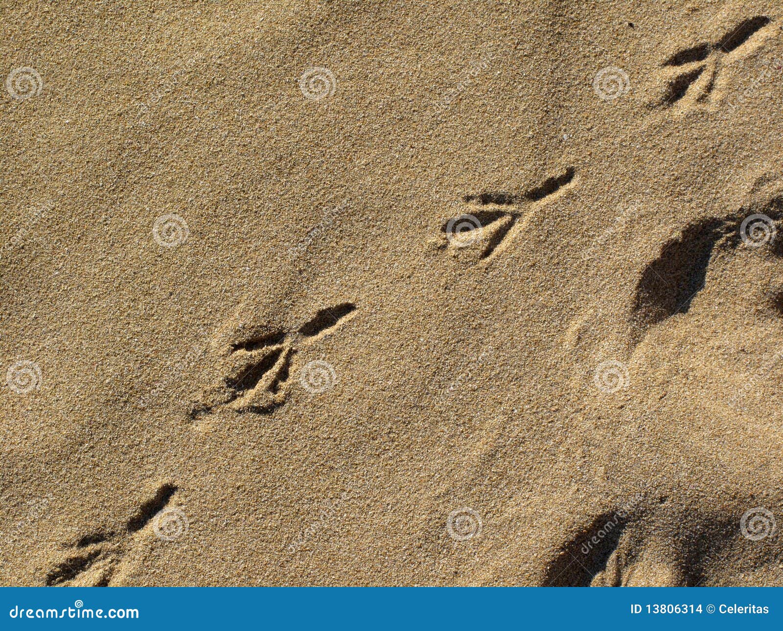 Seagull Footprints on the Beach Stock Photo - Image of footprint, ocean ...