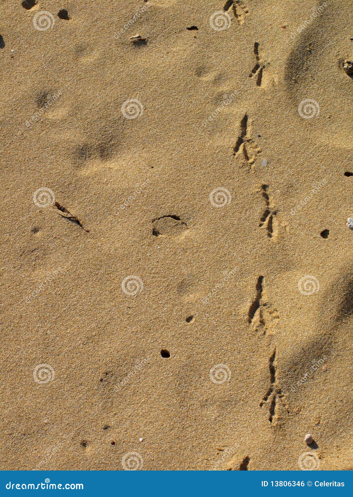 Seagull Footprints on the Beach Stock Photo - Image of footprints ...
