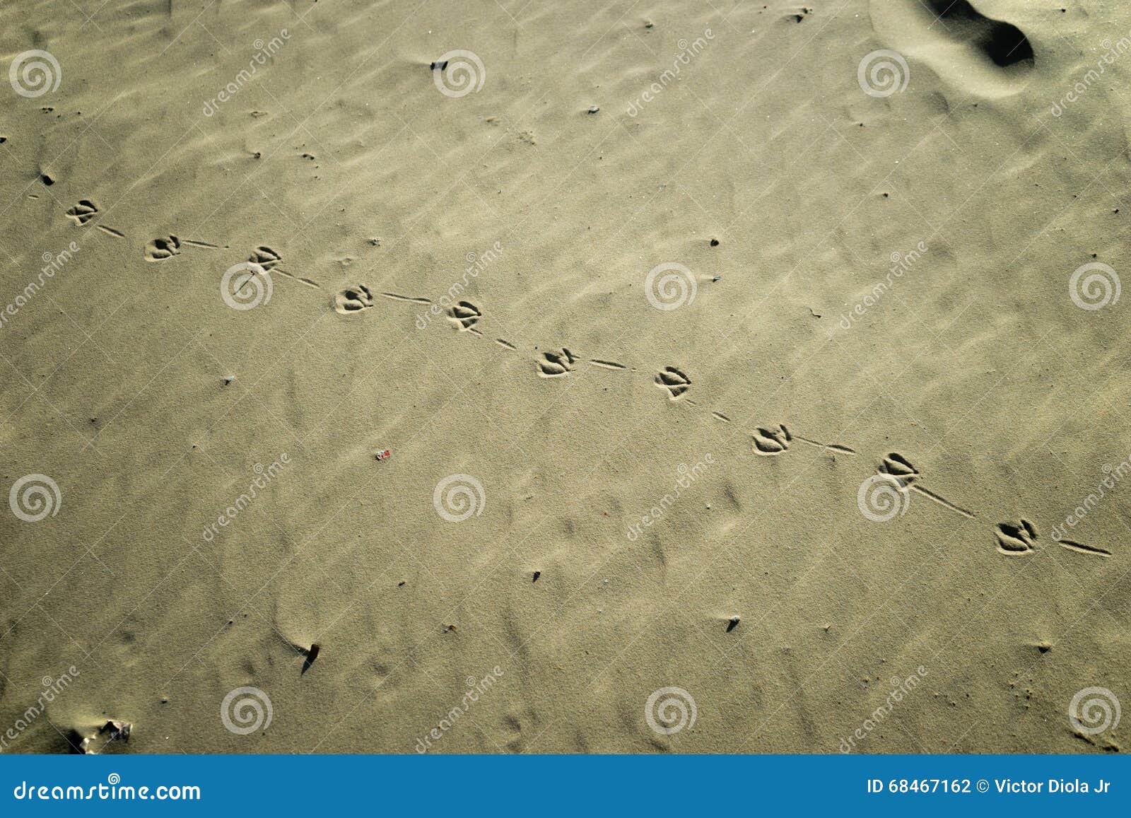Seagull Footprints on the Sand Stock Photo - Image of birds, prints ...