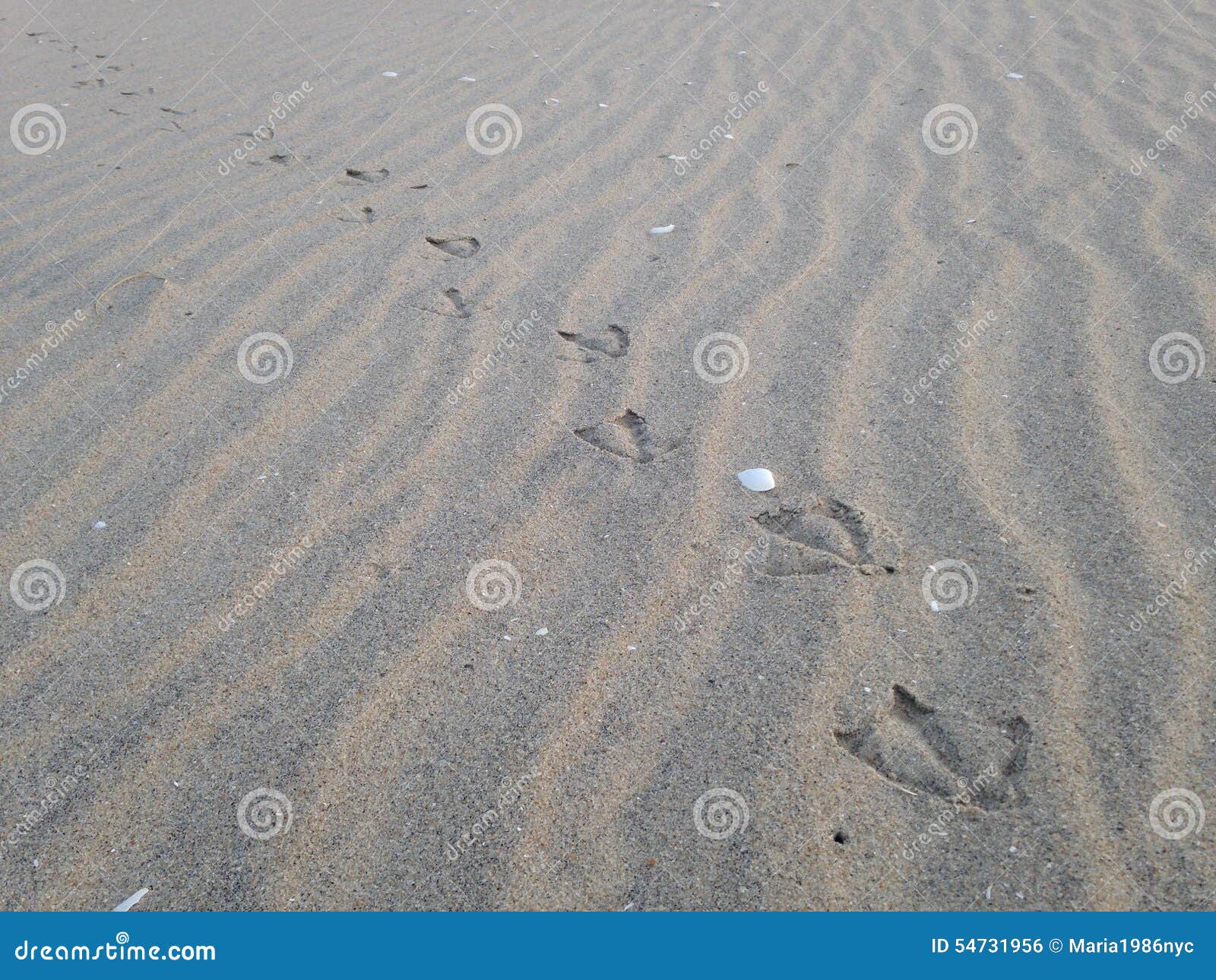 Seagull Footprints on Sand. Stock Photo - Image of path, follow: 54731956